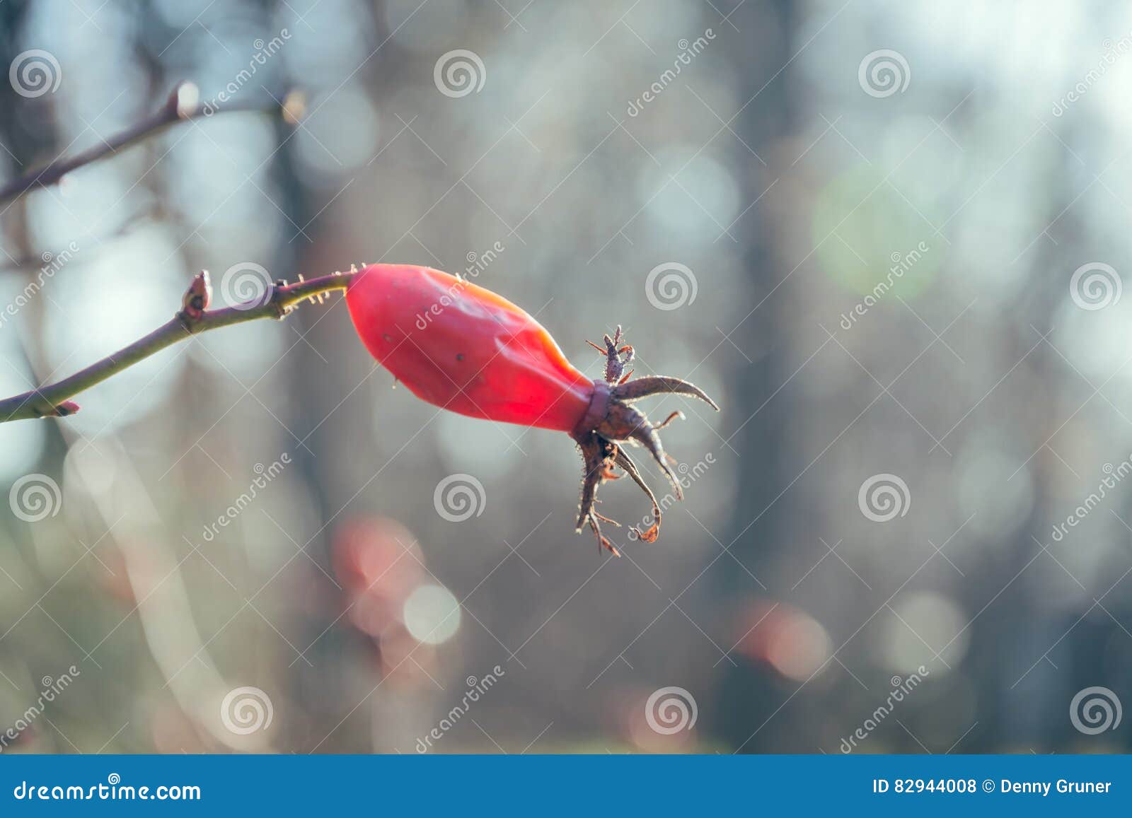 Rose hip fruit stock photo. Image of medicine, antioxidant - 82944008