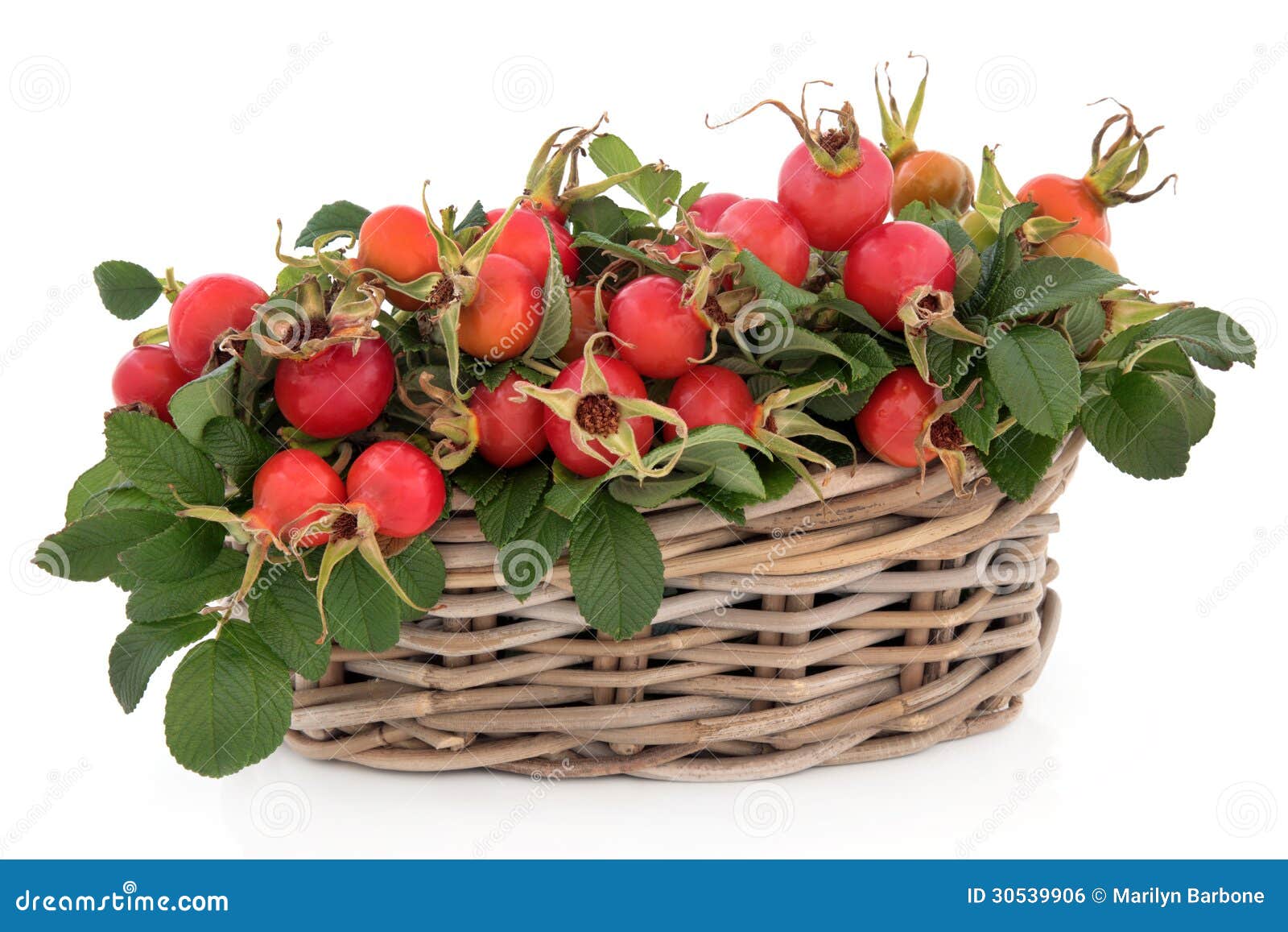 Rose Hip Fruit stock photo. Image of healthy, wicker - 30539906