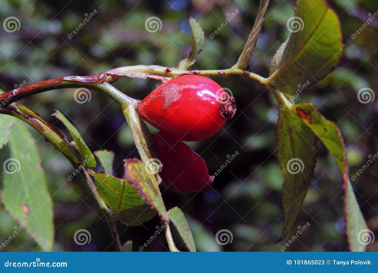 Rose hips on a branch stock image. Image of closeup - 101865023