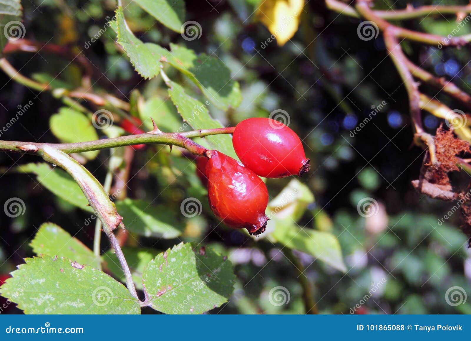 Rose hips on a branch stock photo. Image of fresh, herb - 101865088