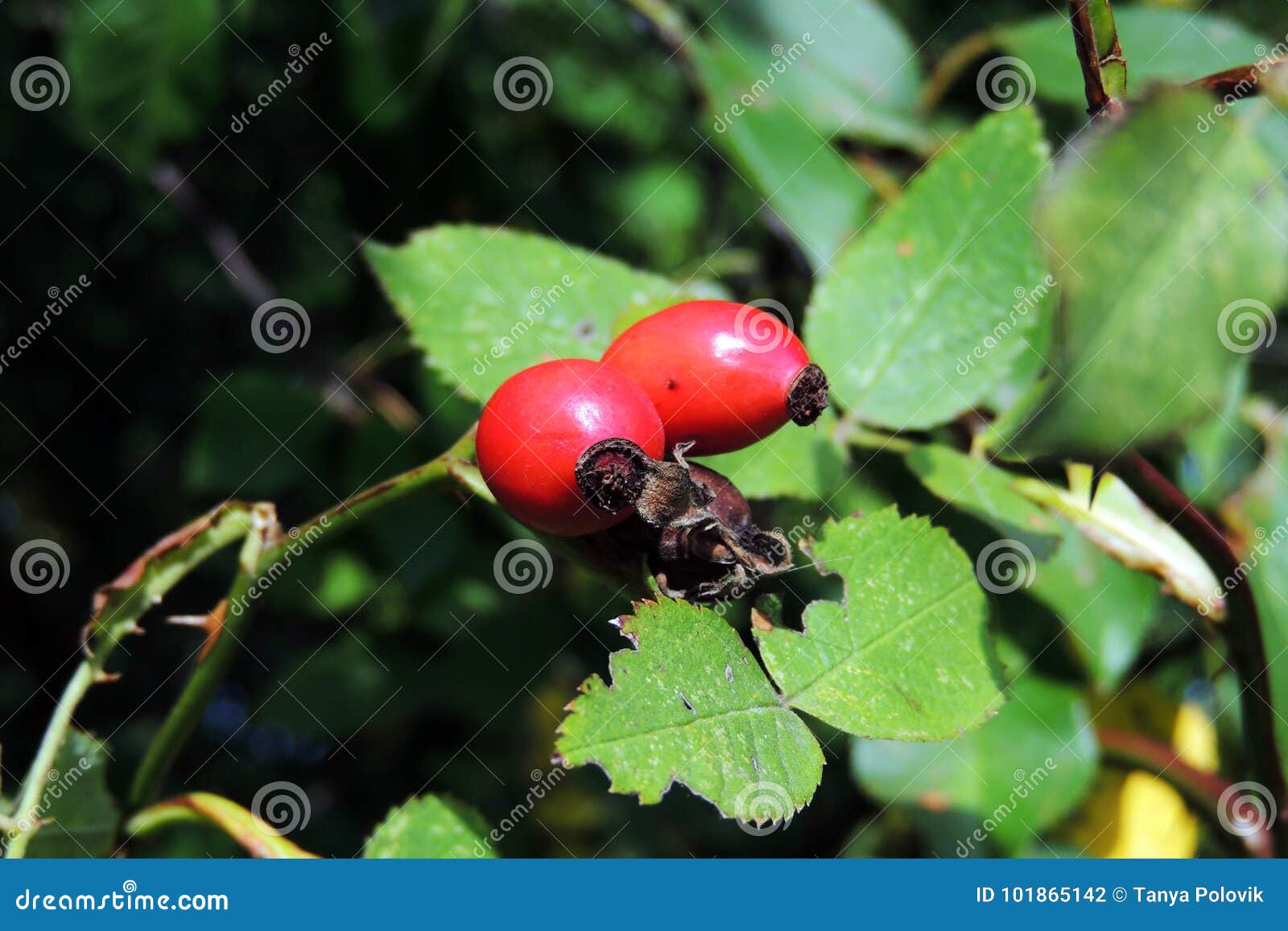 Rose hips on a branch stock photo. Image of beautiful - 101865142