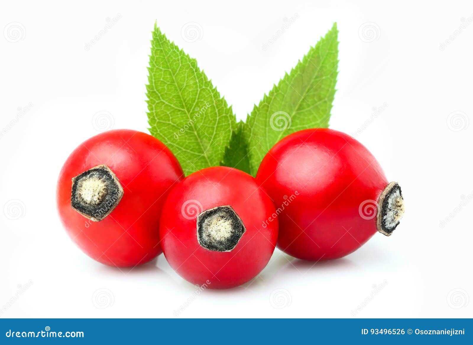 Rose Hip Isolated with Leaves Closeup. Stock Photo - Image of isolated ...