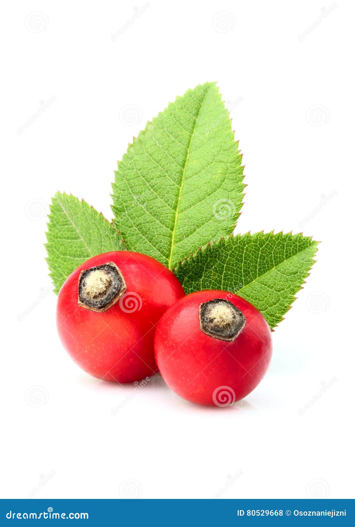 Rose Hip with Leaves Close-up. Stock Photo - Image of beautiful, leaf ...