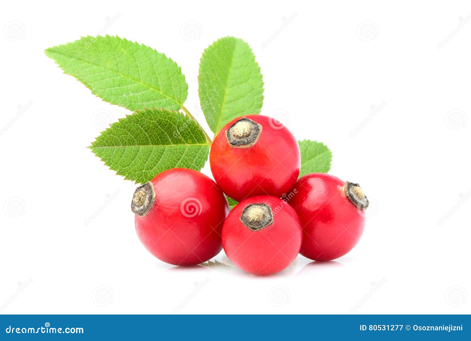 Rose Hip with Leaves Isolated. Stock Image - Image of autumn, berry ...