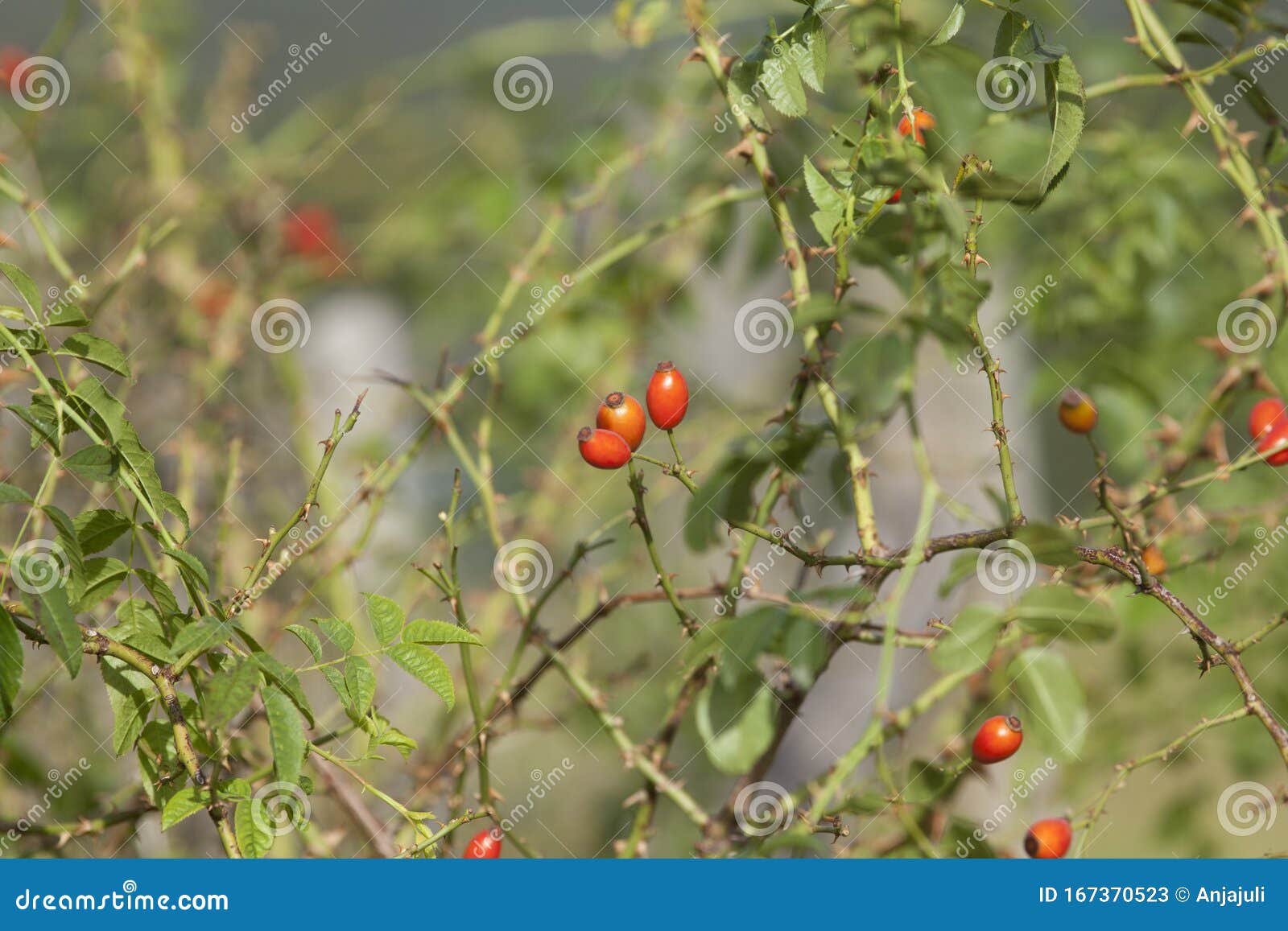 Rose Hip, Rose Haw, Rose Hap Fruit Stock Image - Image of herbs, fruit ...