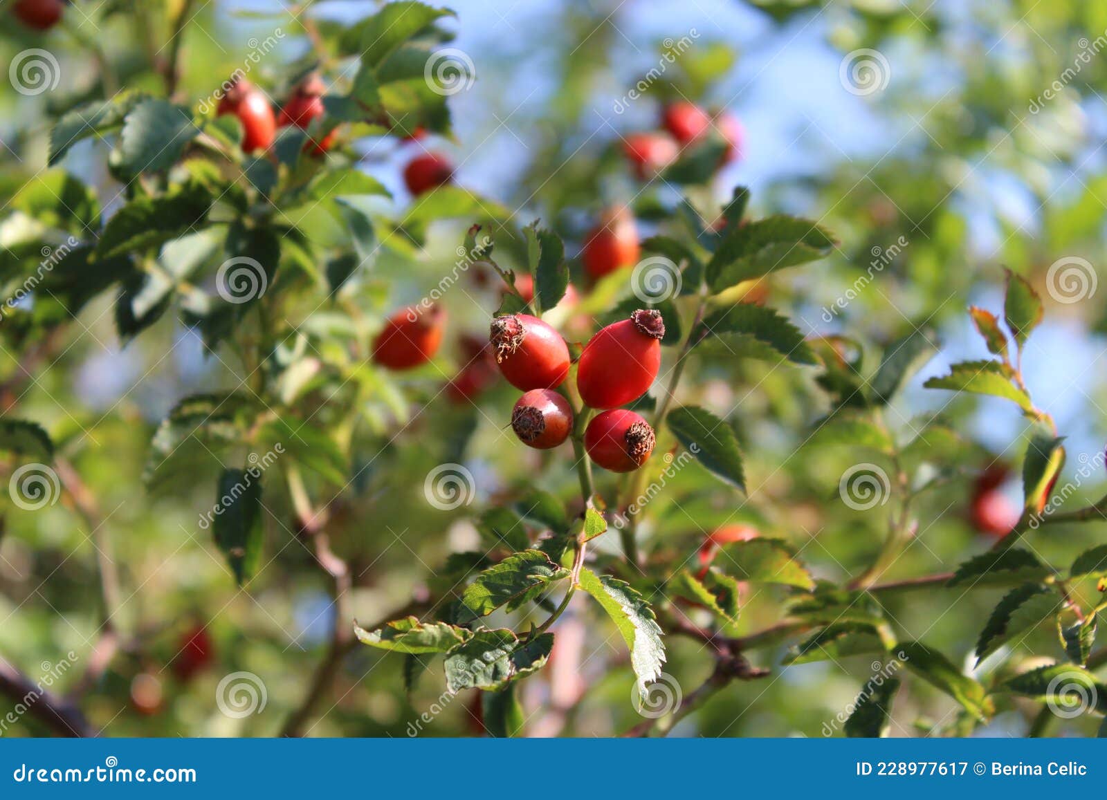 The Rose Hip or Rosehip, Rose Haw or Rose Hep Stock Image - Image of ...