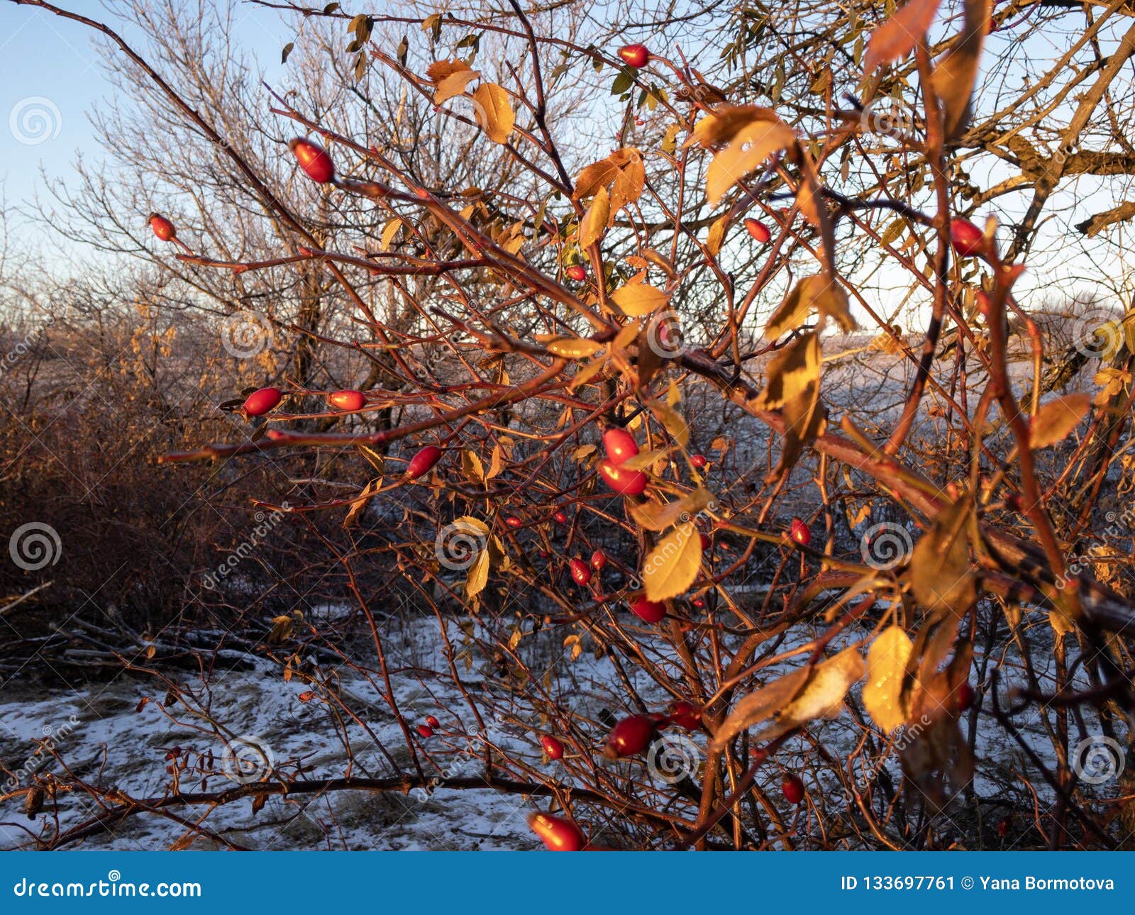 Rose Hip Tree in Winter Time. Stock Image - Image of color, bright ...