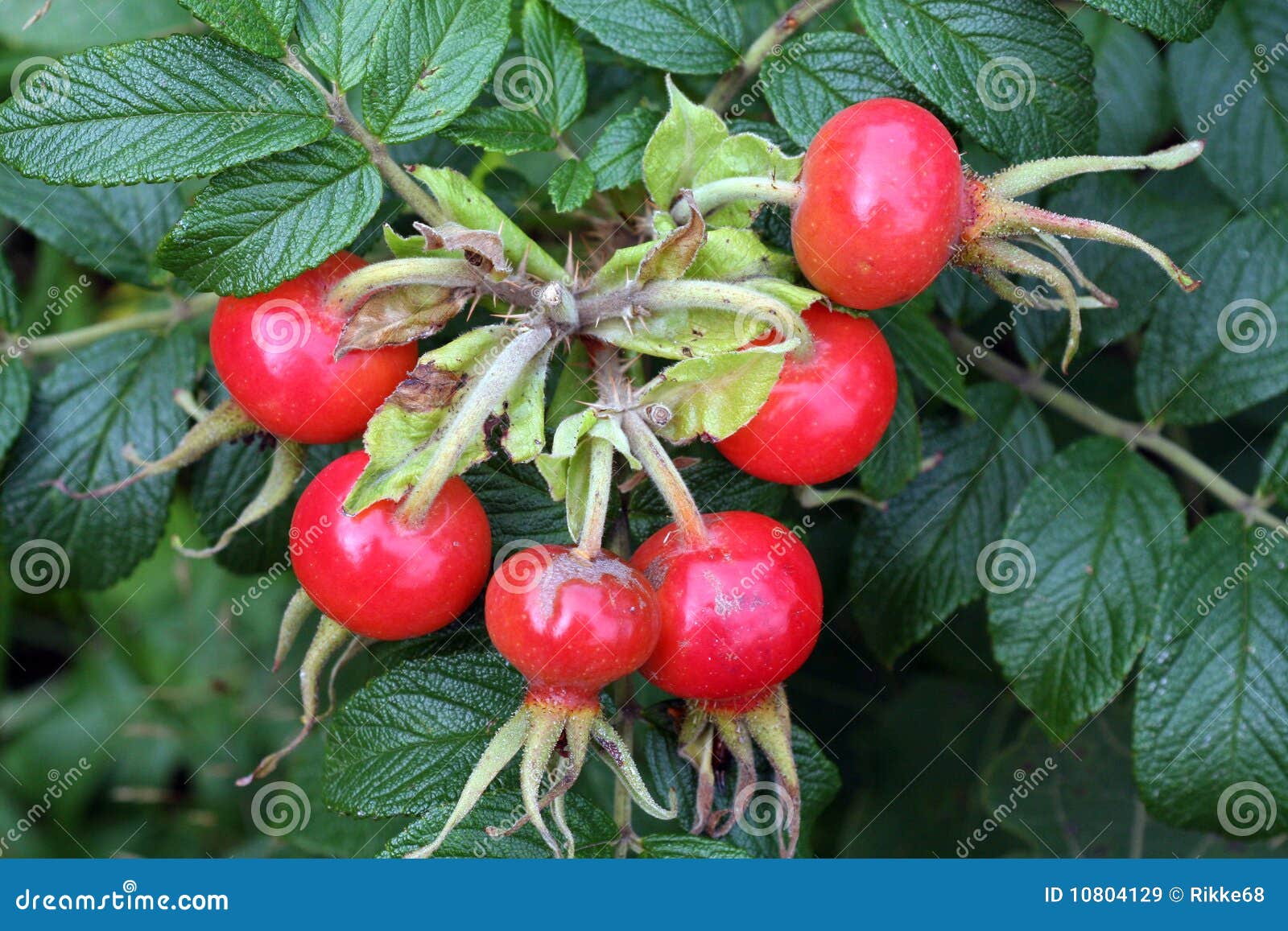 Rose hips stock image. Image of berry, flower, herbs - 10804129