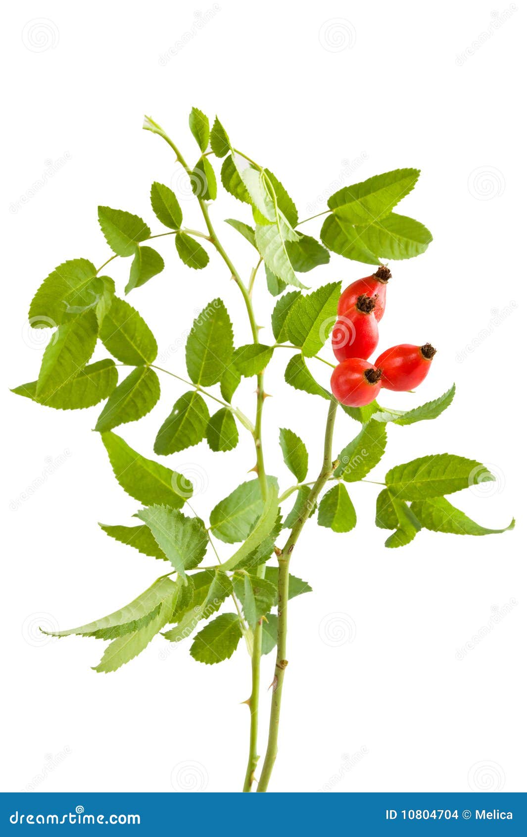Rose hips stock photo. Image of branch, diet, brier, fruit - 10804704