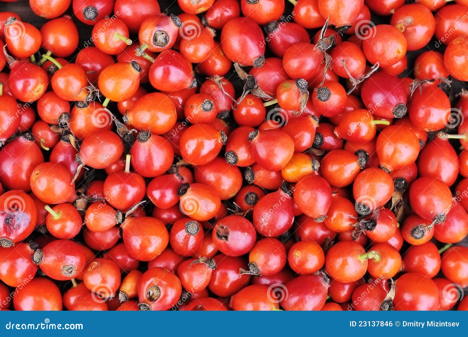 Rose hips stock photo. Image of garden, fragrant, leaves - 23137846