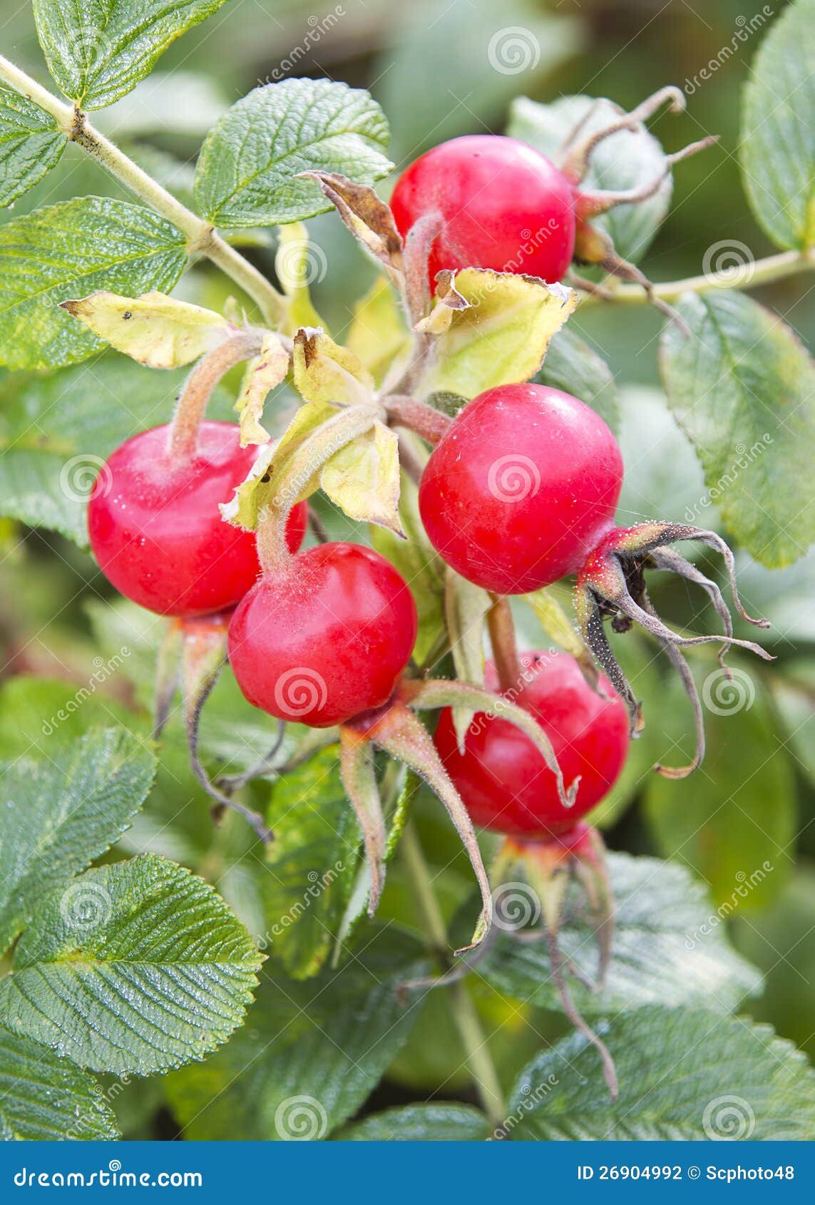Rose hips stock photo. Image of fruit, uncultivated, wild - 26904992