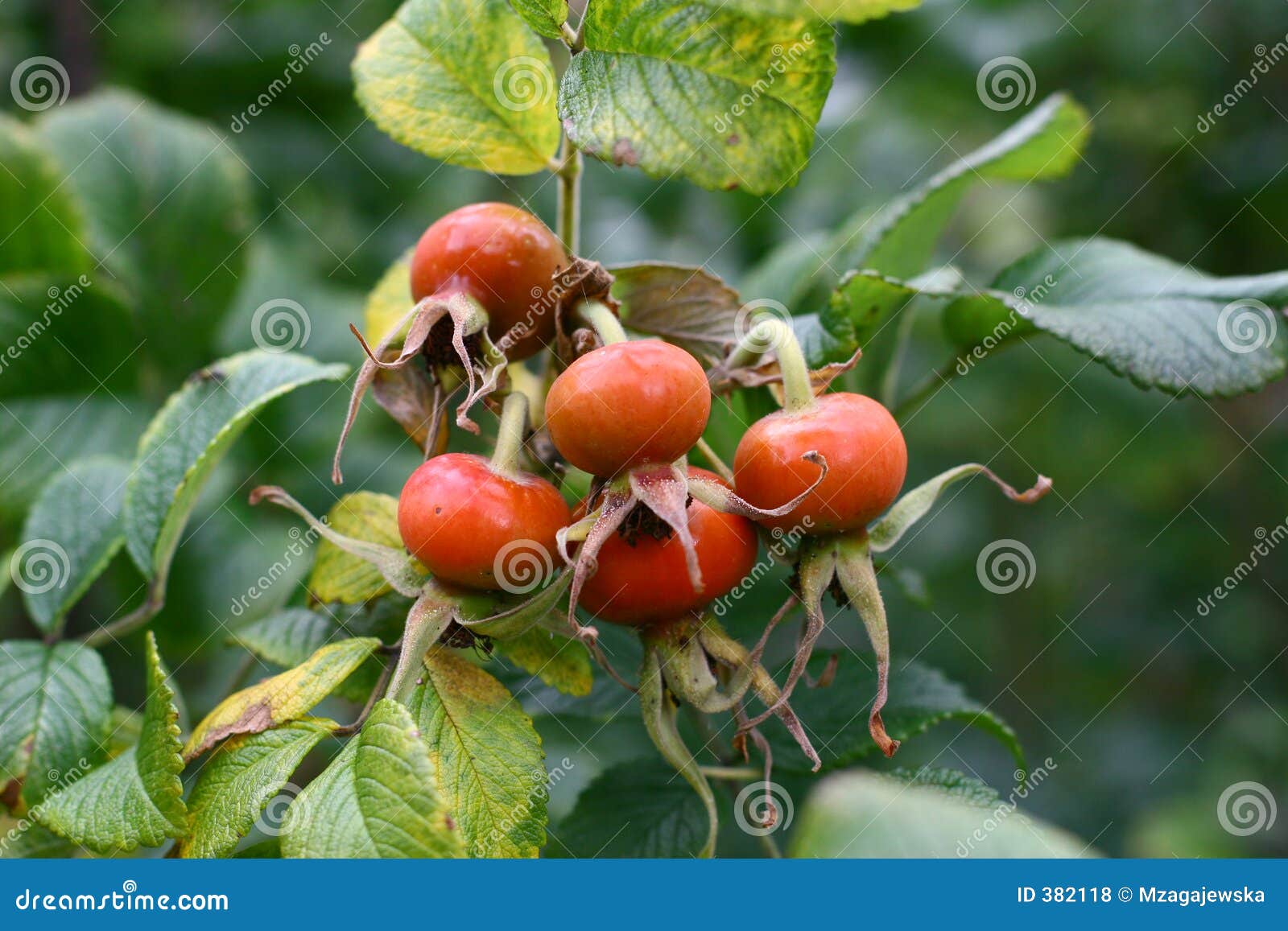 Rose hips stock photo. Image of branches, objects, outdoors - 382118
