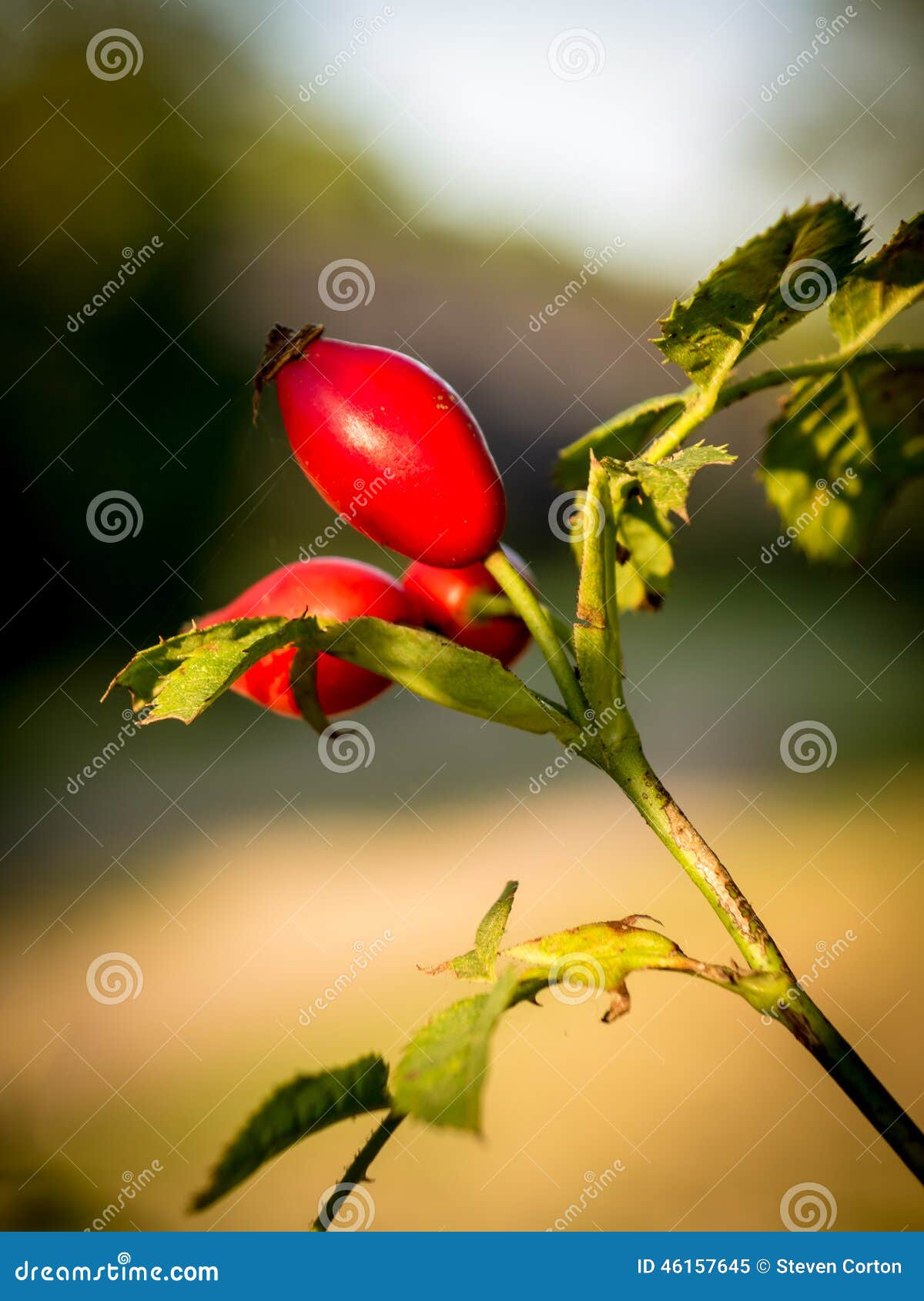 Rose Hips on the branch stock image. Image of plant, backgrounds - 46157645