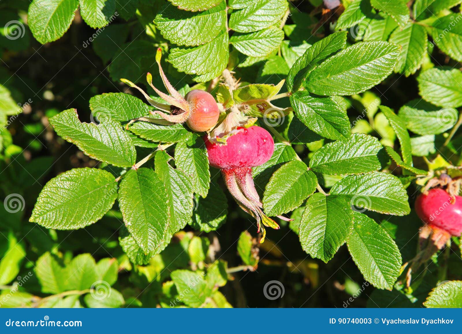 Rose hips. stock image. Image of fresh, border, autumnal - 90740003