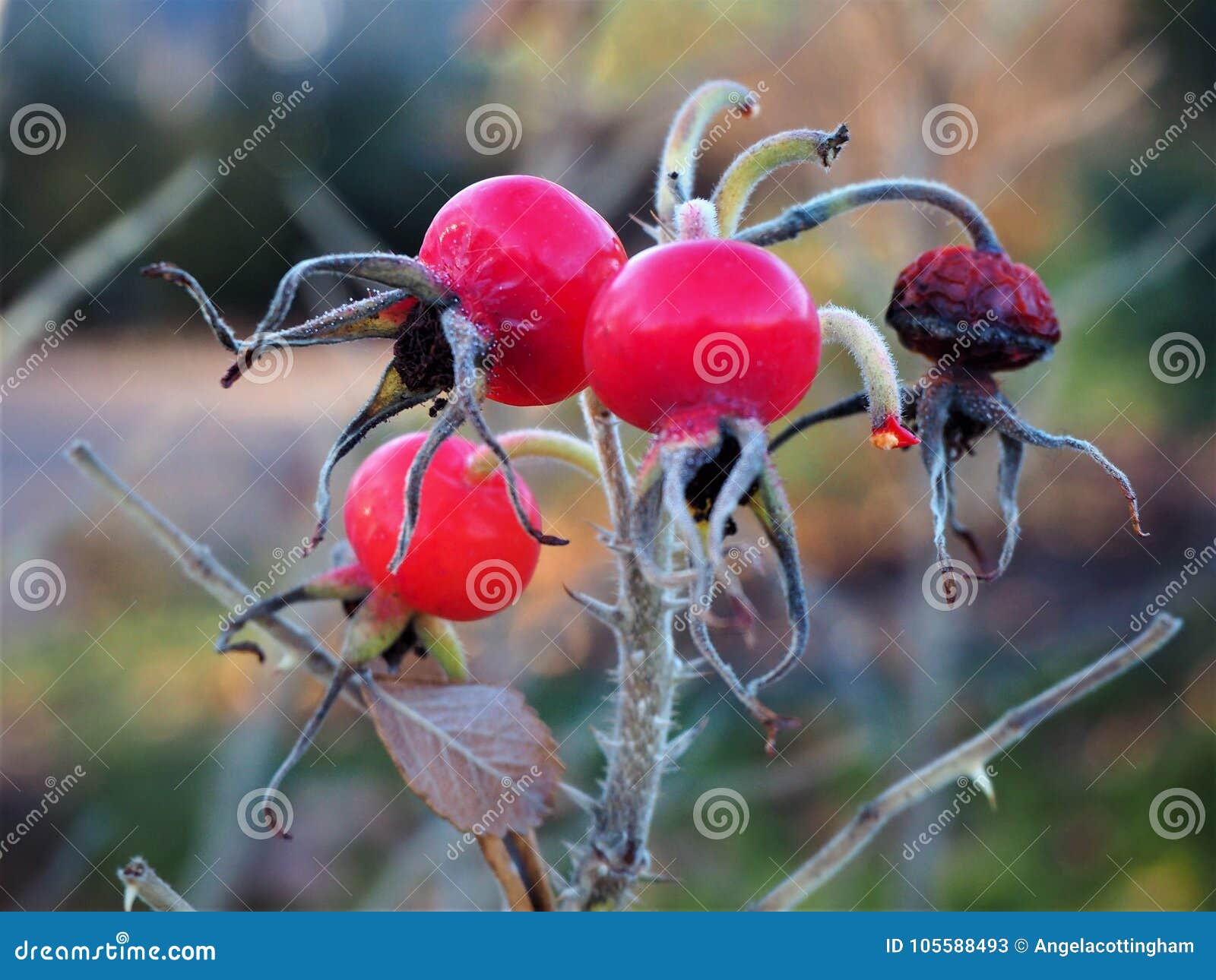 Rose Hips on a Bush in Winter Stock Image - Image of close, season ...