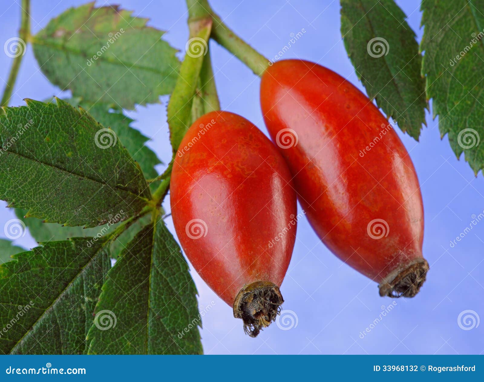 Rose Hips stock photo. Image of color, bunch, berry, briar - 33968132