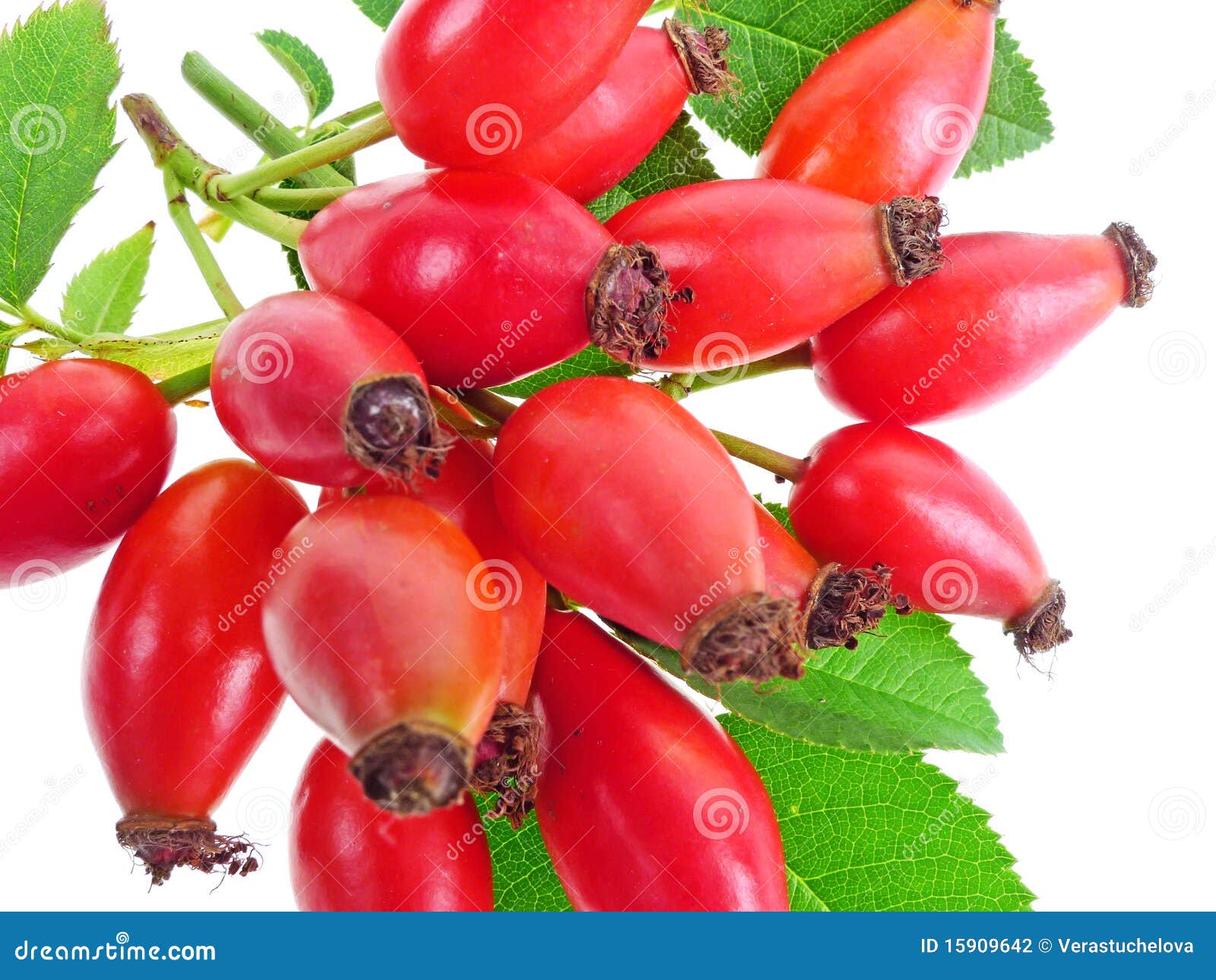 Rose hips in detail stock photo. Image of nutrient, natural - 15909642
