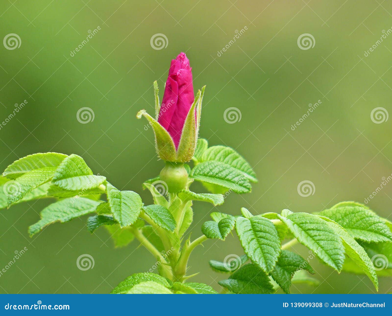 Rose Hips Flower Bud stock photo. Image of small, rose - 139099308
