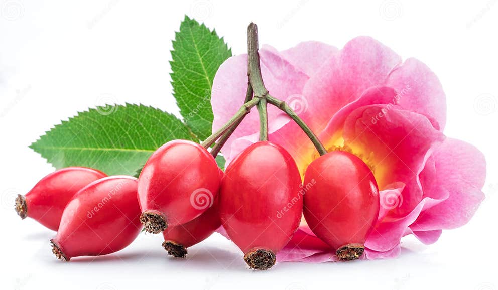 Rose-hips with Rose Flower Isolated on a White Background Stock Image ...