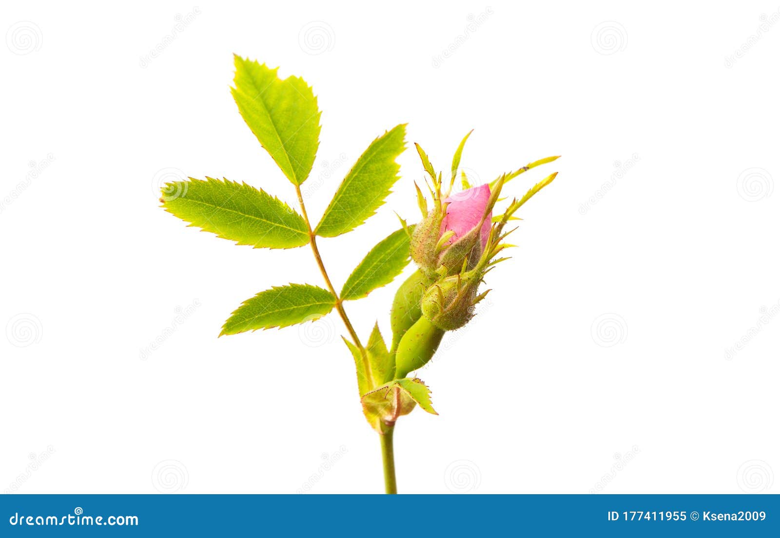 Rose hips flowers isolated stock image. Image of isolated - 177411955