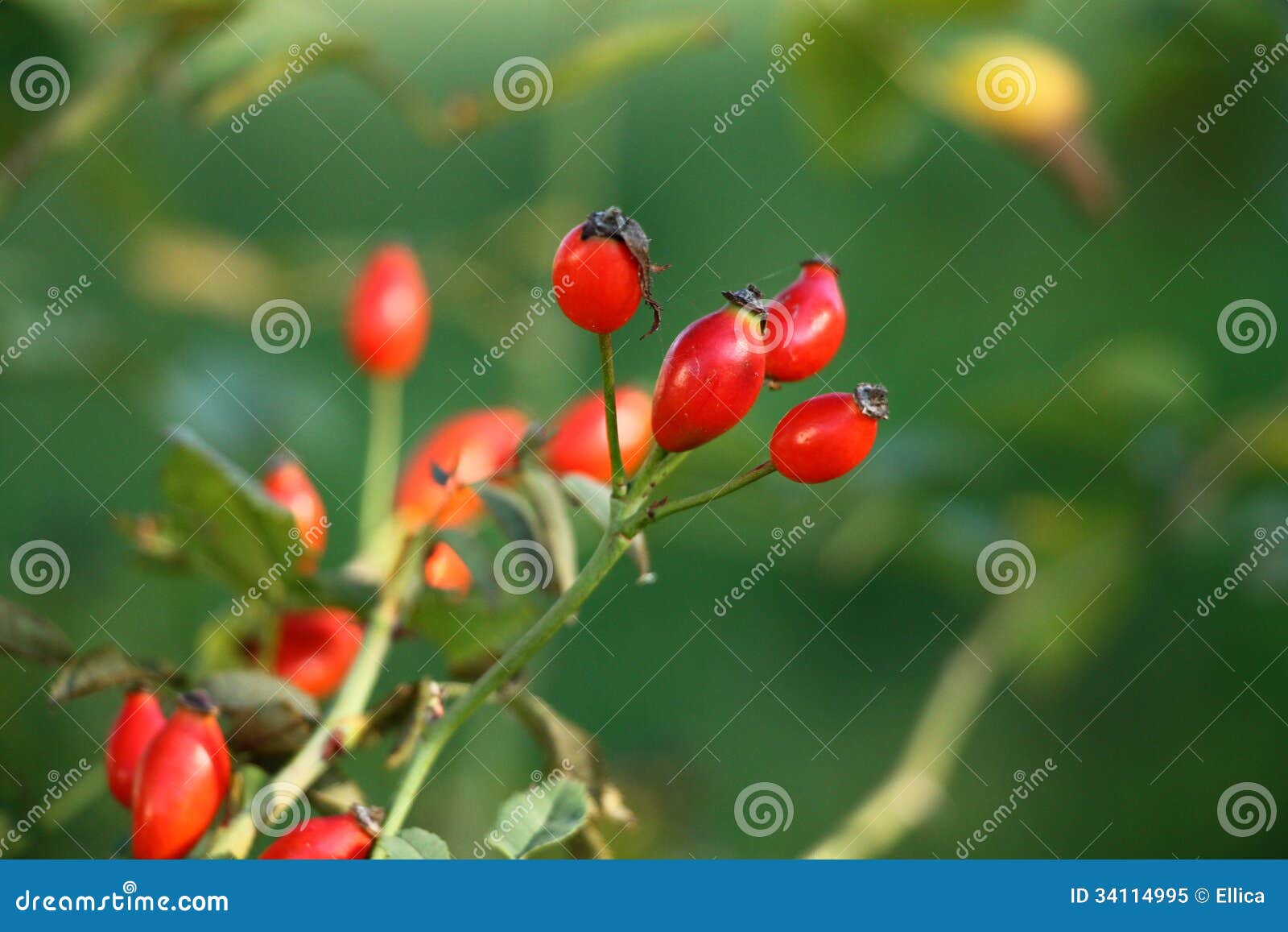 Rose hips in the garden stock image. Image of branch - 34114995