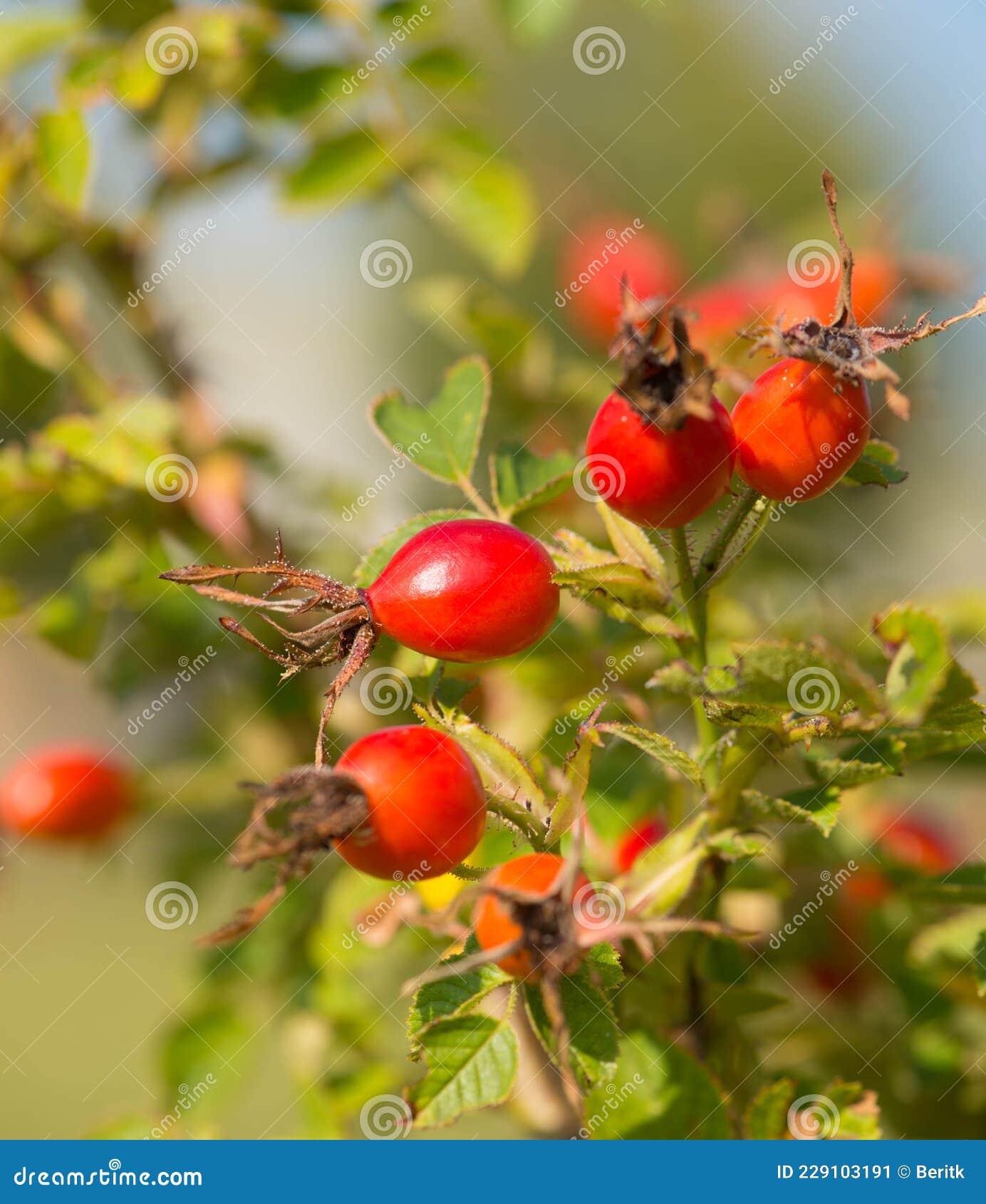 Rose Hips Growing on a Tree, Nature in Autumn Stock Image - Image of ...