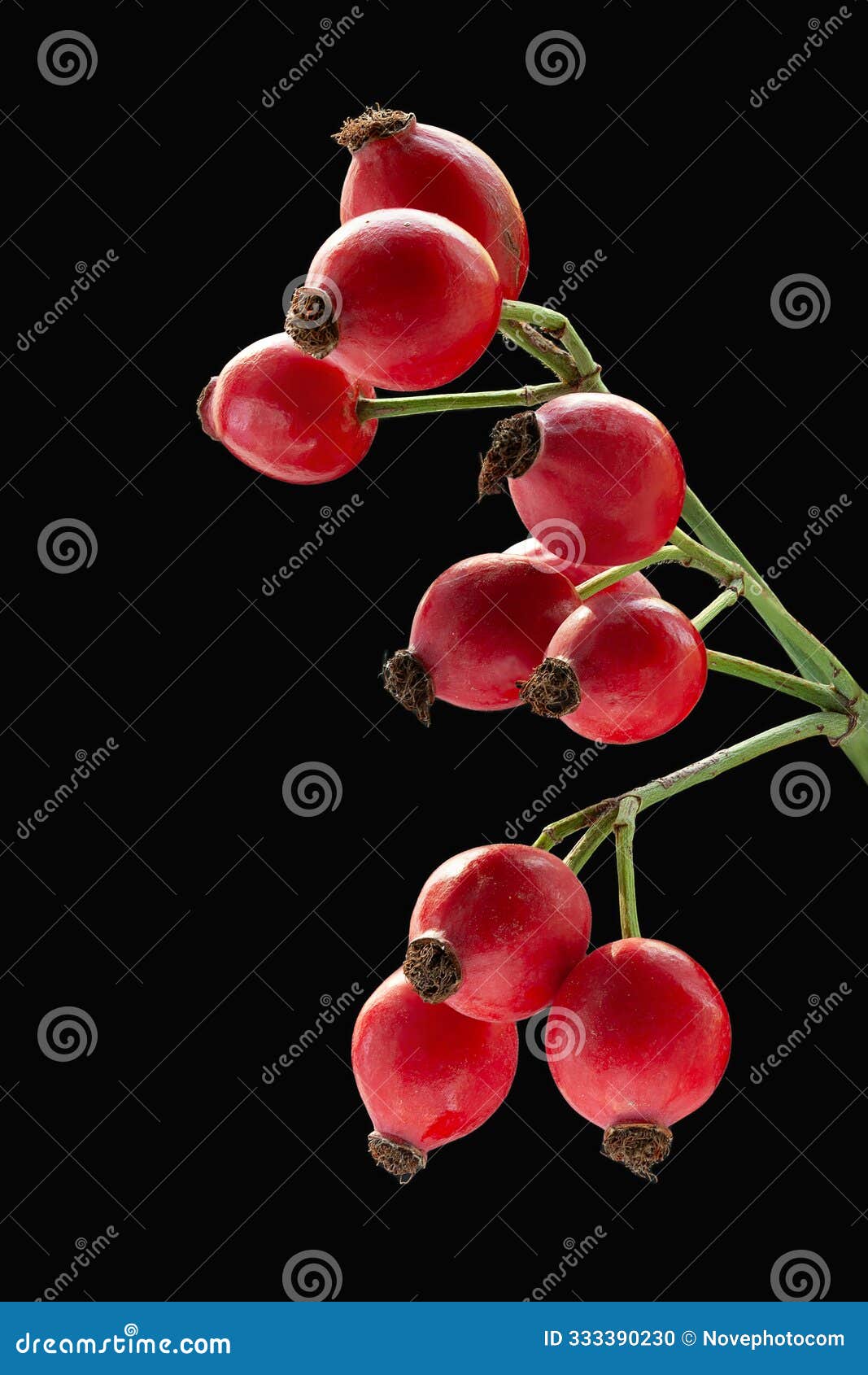 Rose Hips. Rose Hip Branch on Black Stock Photo - Image of natural ...