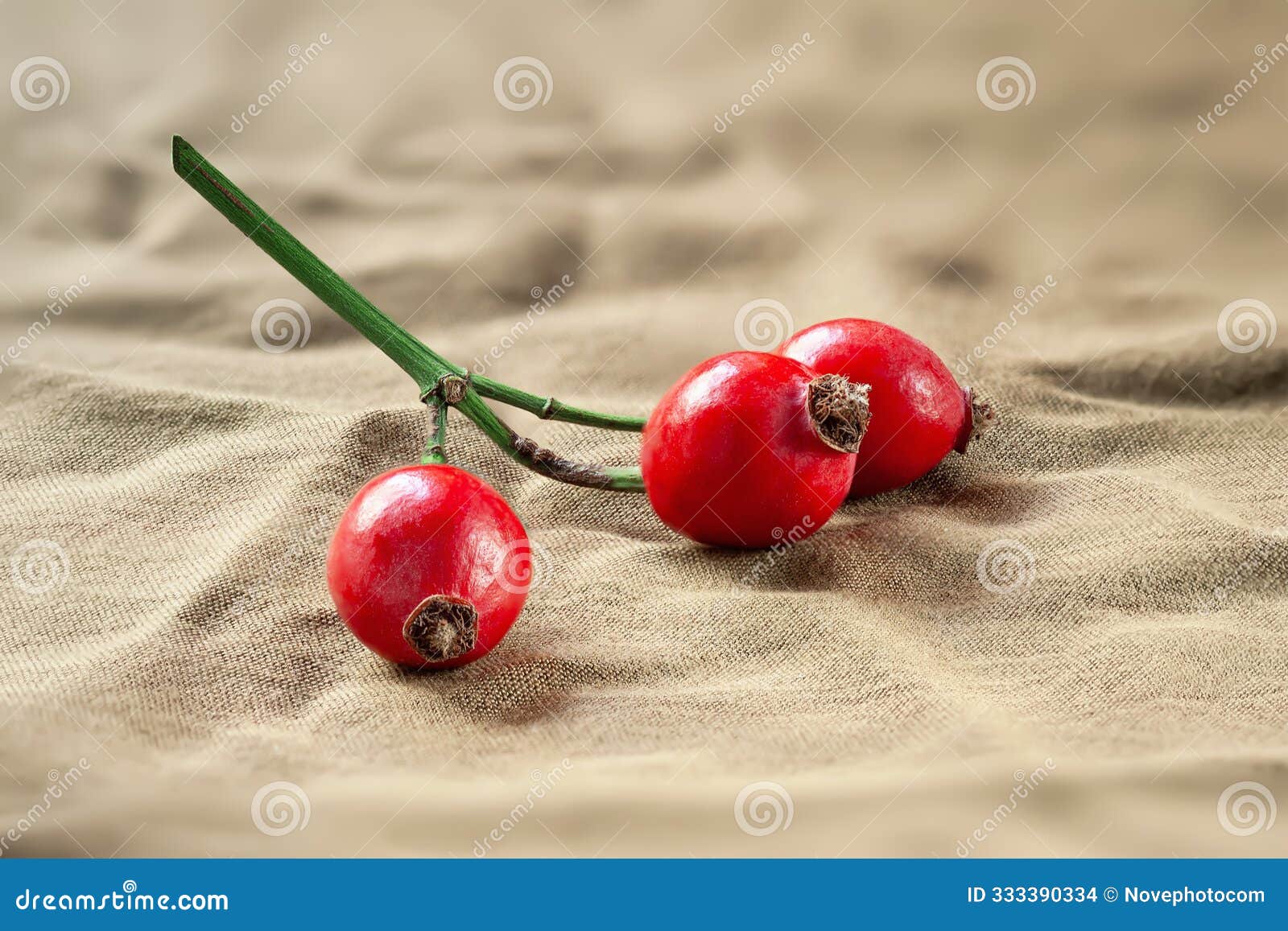 Rose Hips. Rose Hip Branch on Fabric Stock Photo - Image of rosehip ...