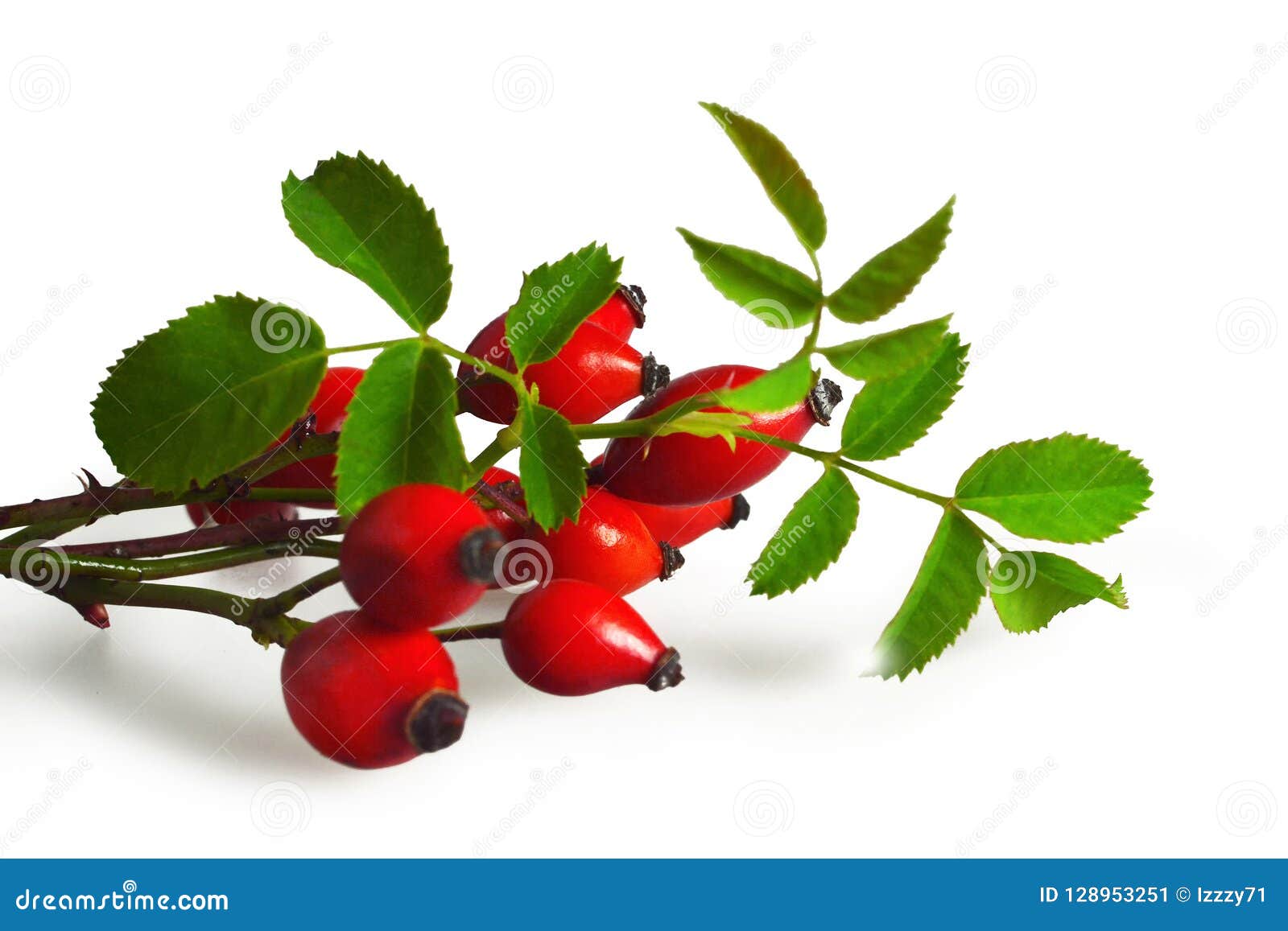Rose Hips Isolated on White Stock Image - Image of healthy, plant ...