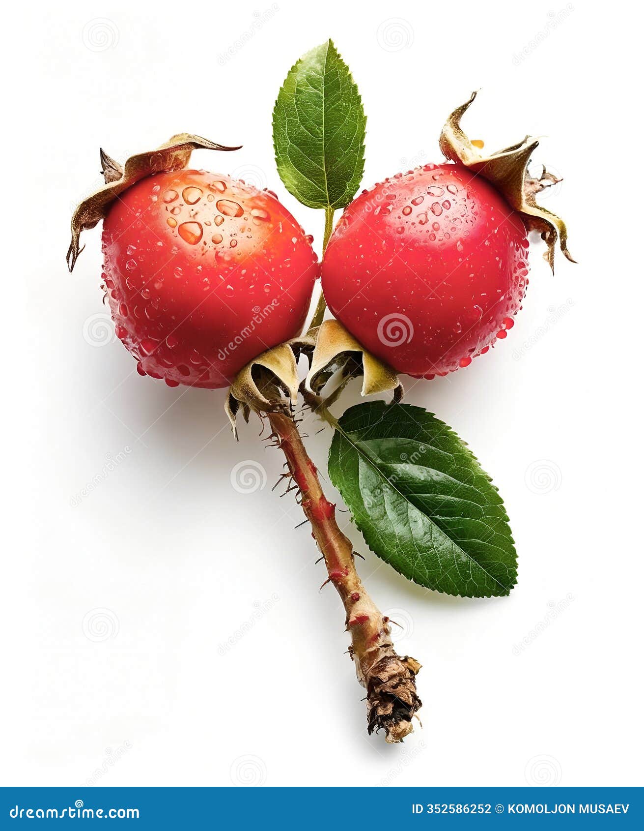 Rose Hips with Leaves on a Branch. Medicinal Herbs Stock Photo - Image ...