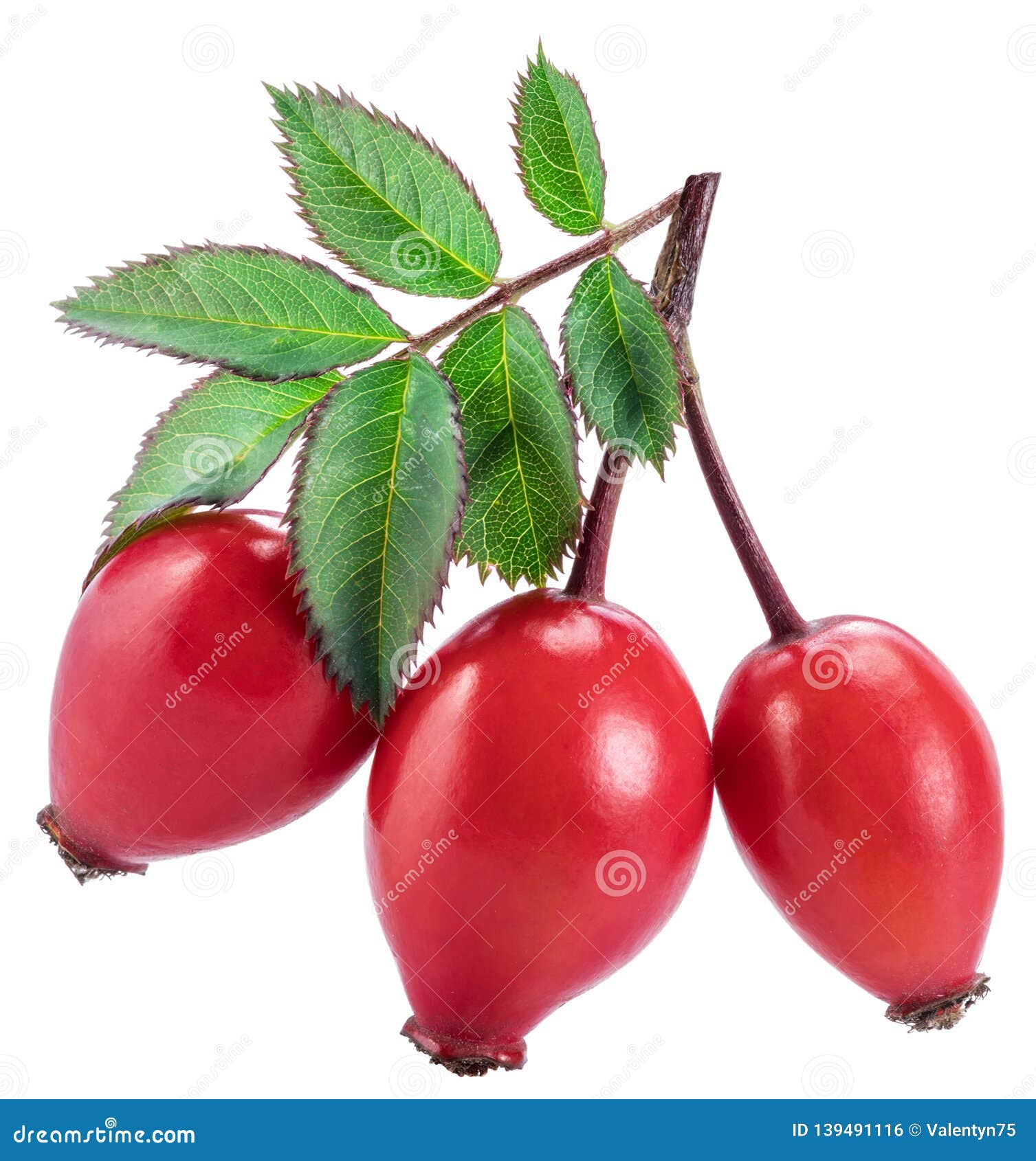 Rose-hips with Rose Leaves Isolated on a White Background Stock Photo ...