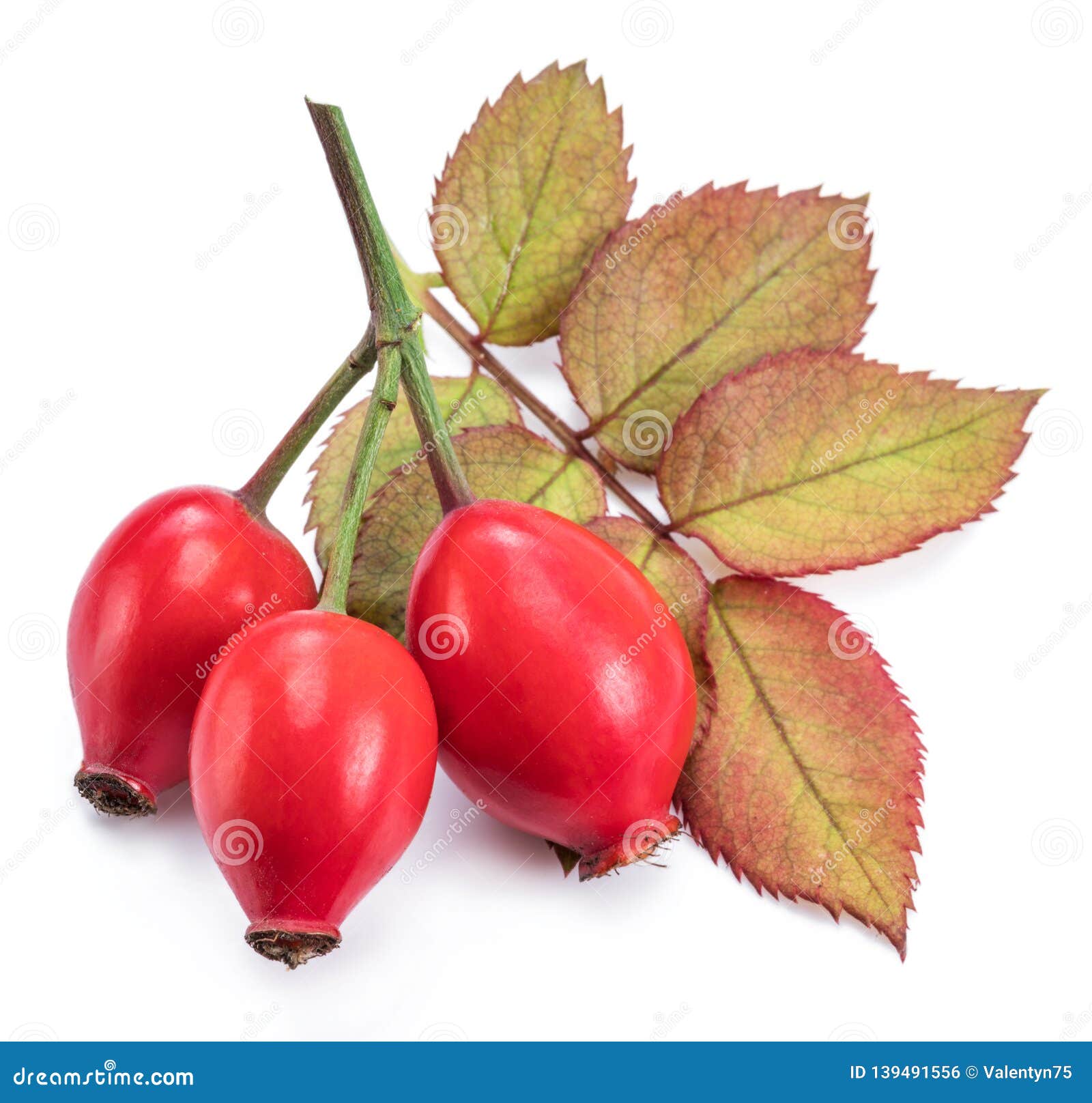 Rose-hips with Rose Leaves Isolated on a White Background Stock Photo ...