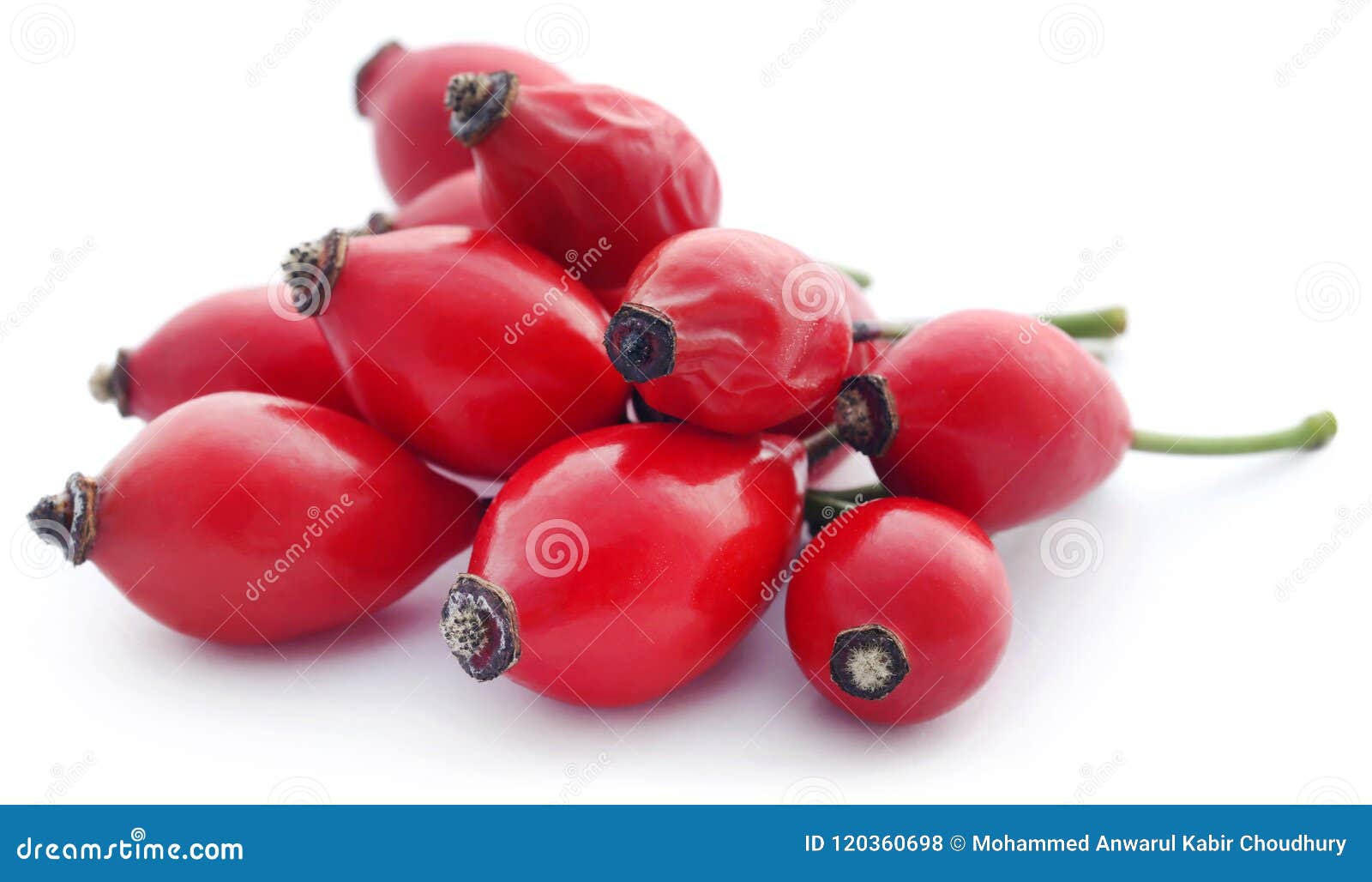 Rose hips stock photo. Image of dogrose, canina, canker - 120360698