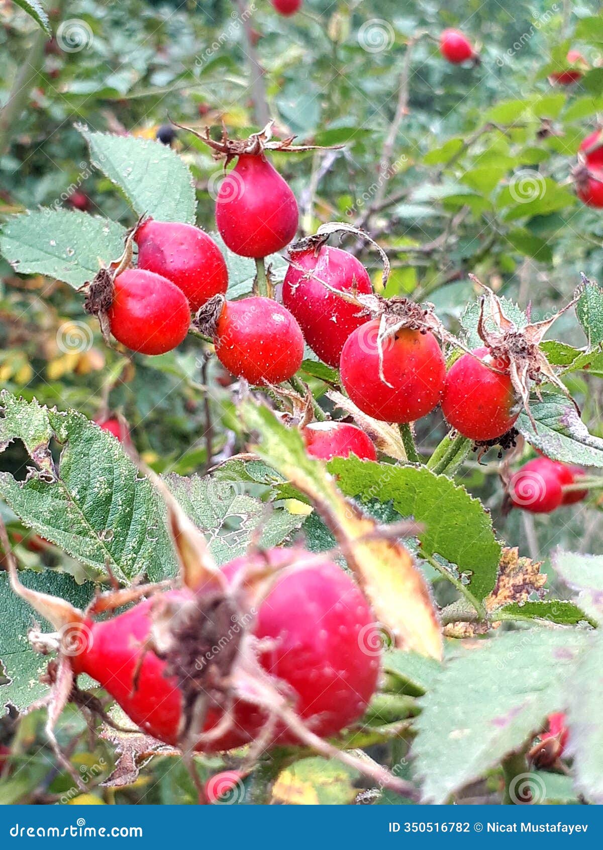 Rose Hips are Red in Color. Plants with Medicinal Value Stock Photo ...