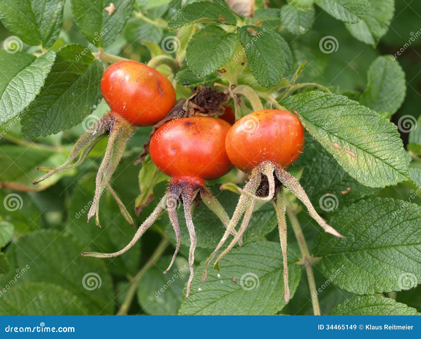Rose hips stock image. Image of leaves, rosa, leaf, foliage - 34465149