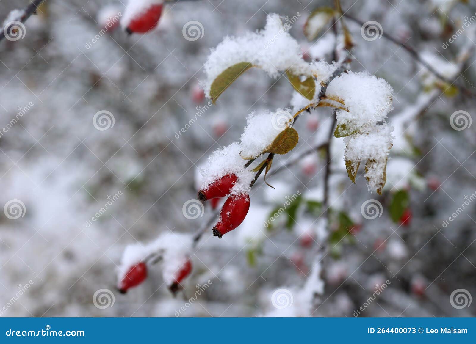 Rose Hips on Shrub Branches in Winter Stock Image - Image of rosehip ...