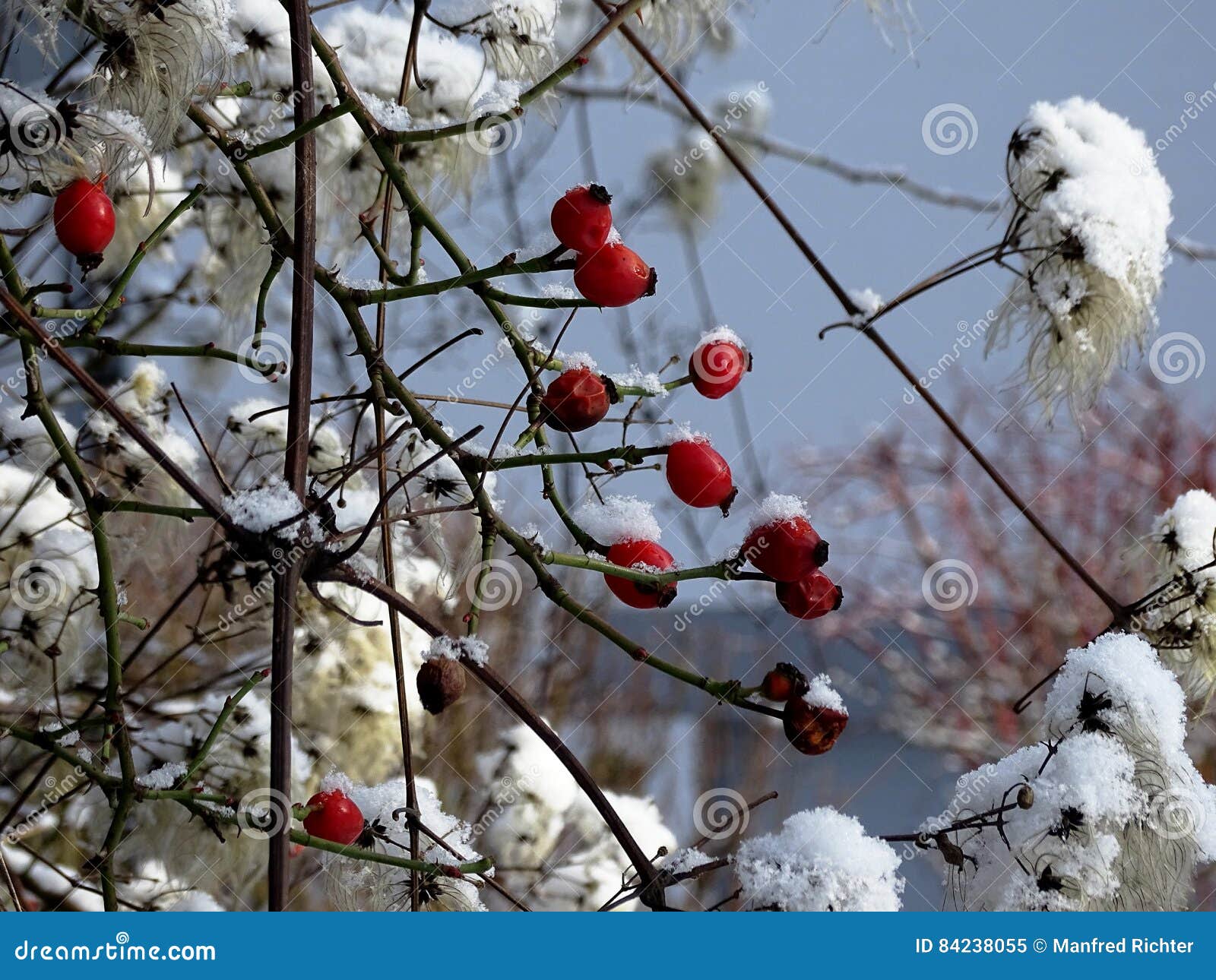 Rose hips with snow stock image. Image of fresh, ripe - 84238055