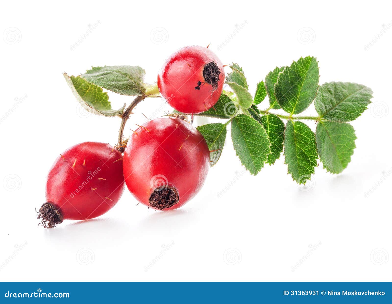 Rose Hips And First Frost Royalty-Free Stock Photo | CartoonDealer.com ...