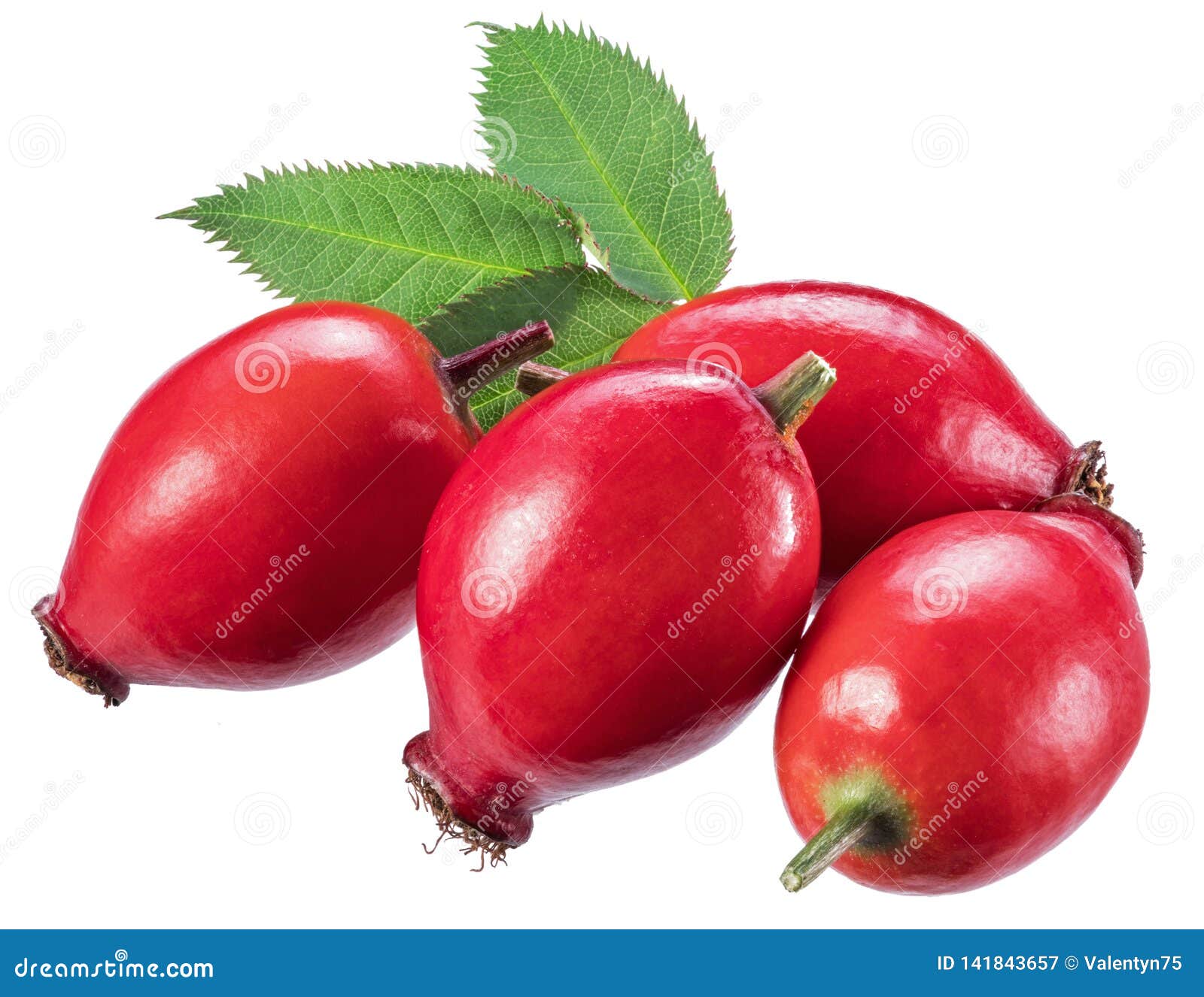 Rose-hips or Wild Rose Berries Isolated on a White Background Stock ...