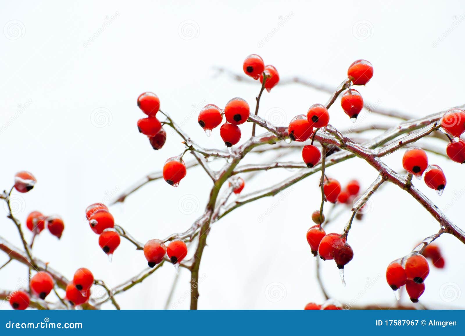 Rose Hips in Winter stock image. Image of crystal, close - 17587967