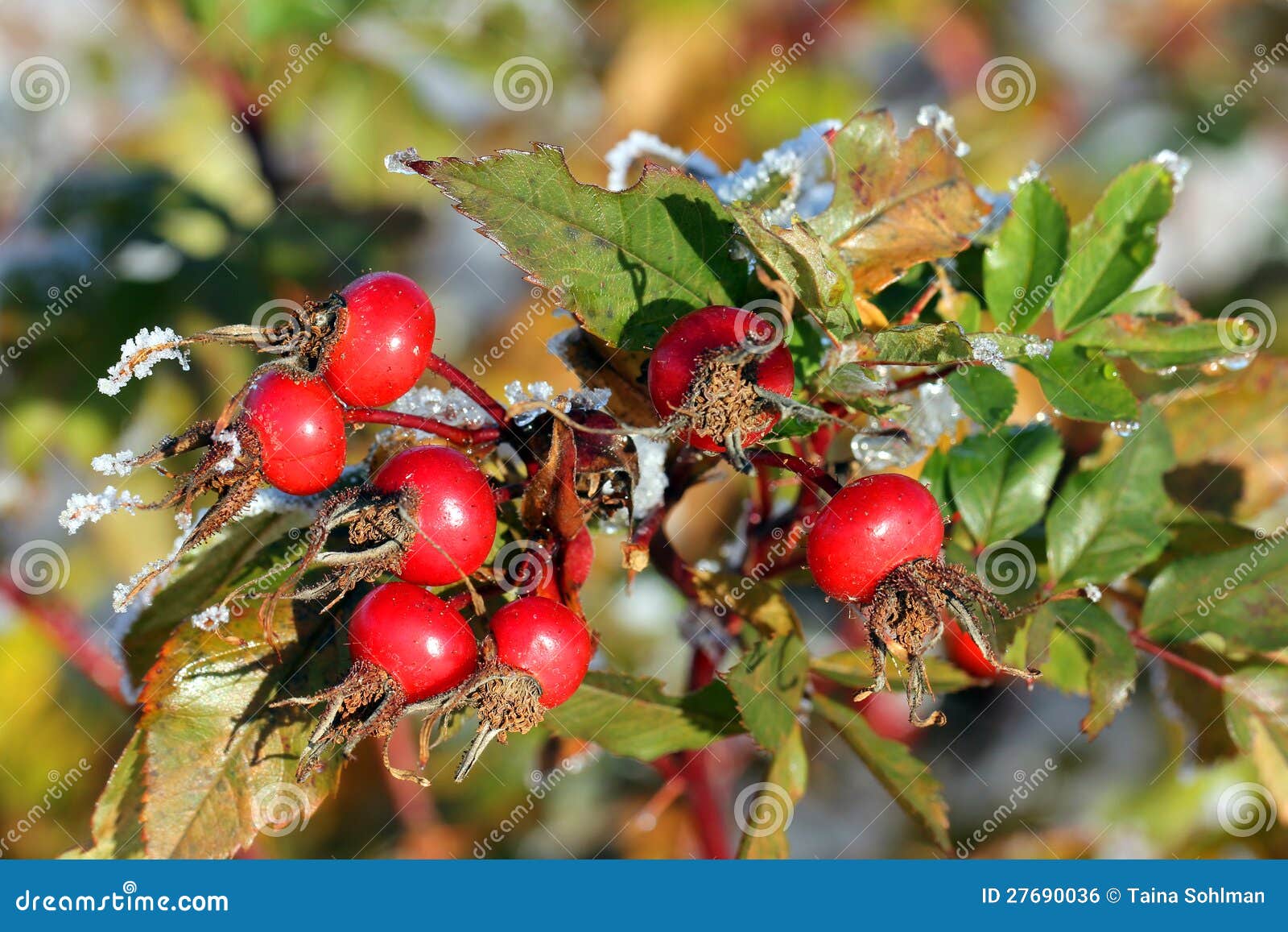 Rose Hips in Winter stock photo. Image of climate, christmas - 27690036