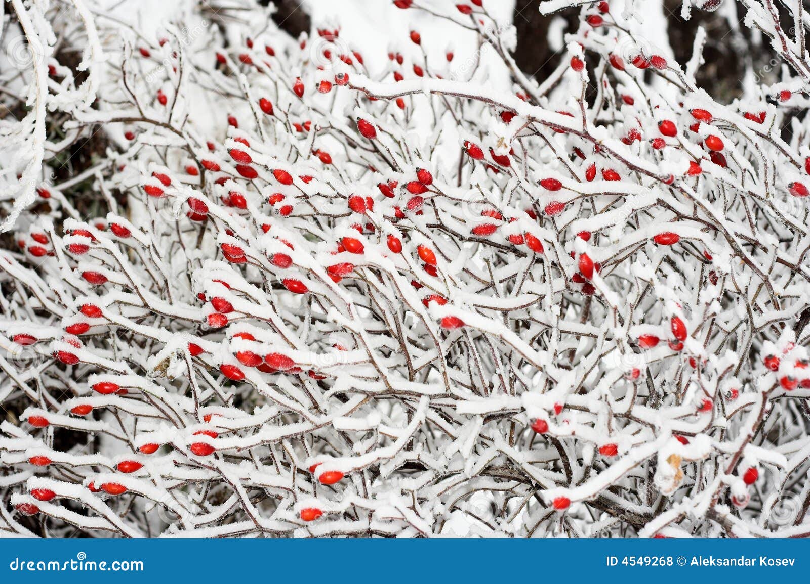 Rose hips in winter stock photo. Image of shrubs, outdoors - 4549268
