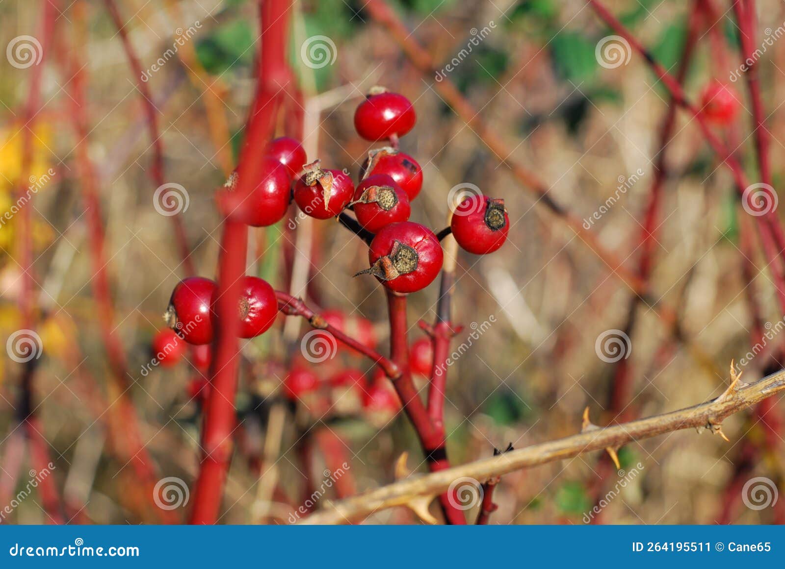 Rose hips in winter stock image. Image of winter, leaf - 264195511