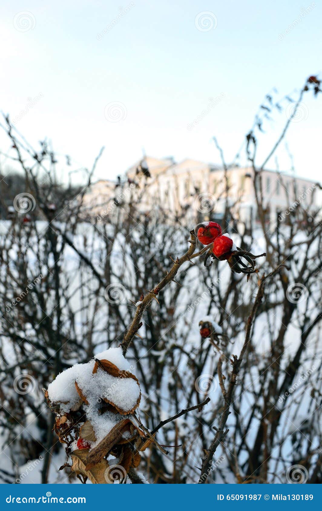Rose hips in winter stock image. Image of winter, nature - 65091987