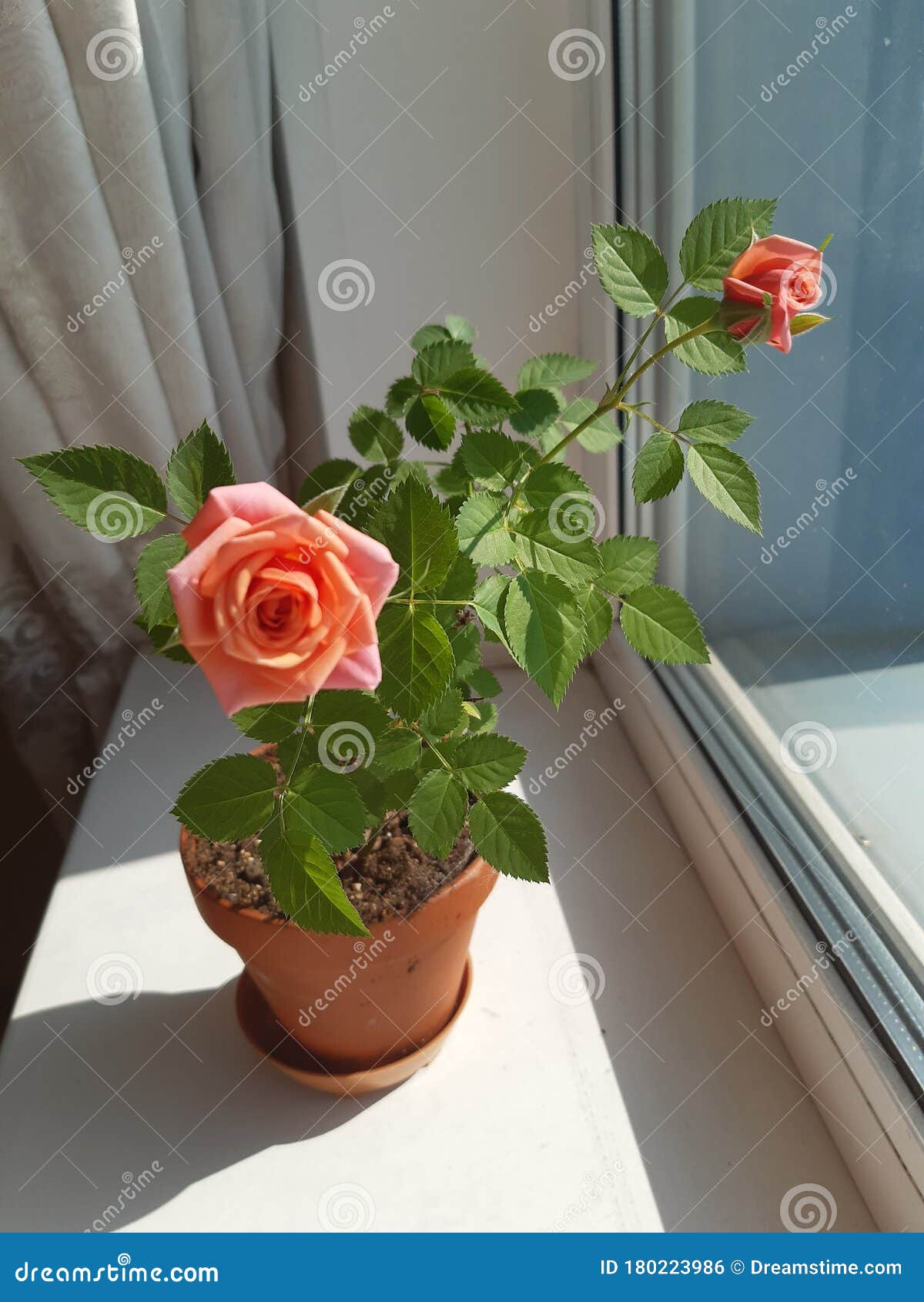 Rose at Home in a Pot. Spring and Flowering Plants. Home Comfort Stock ...