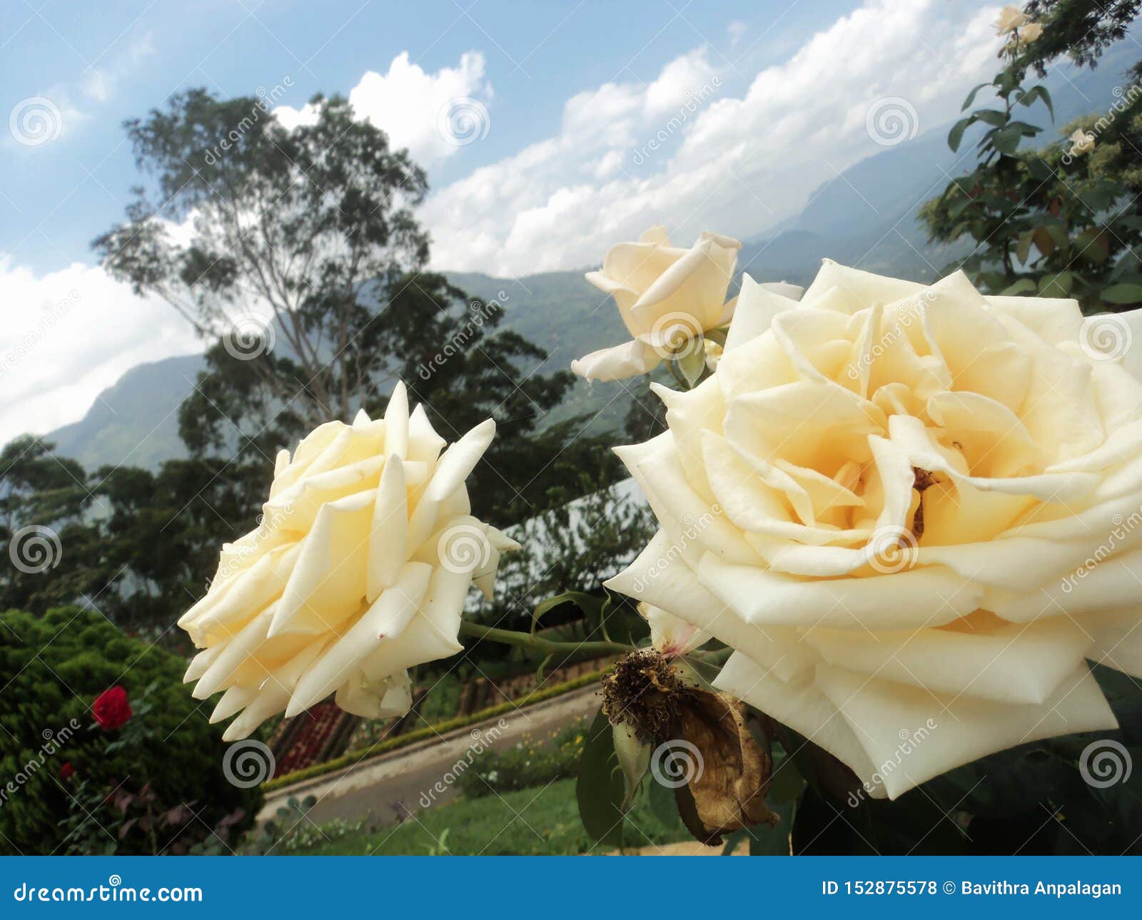 Rose stock photo. Image of detail, bloom, hybrid, details - 152875578