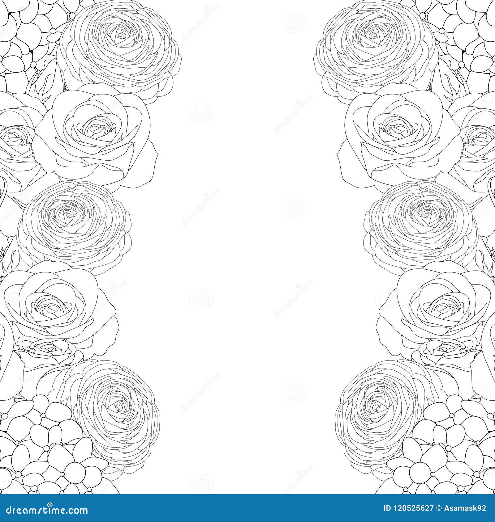 Rose, Hydrangea and Ranunculus Outline Border. Isolated on White ...