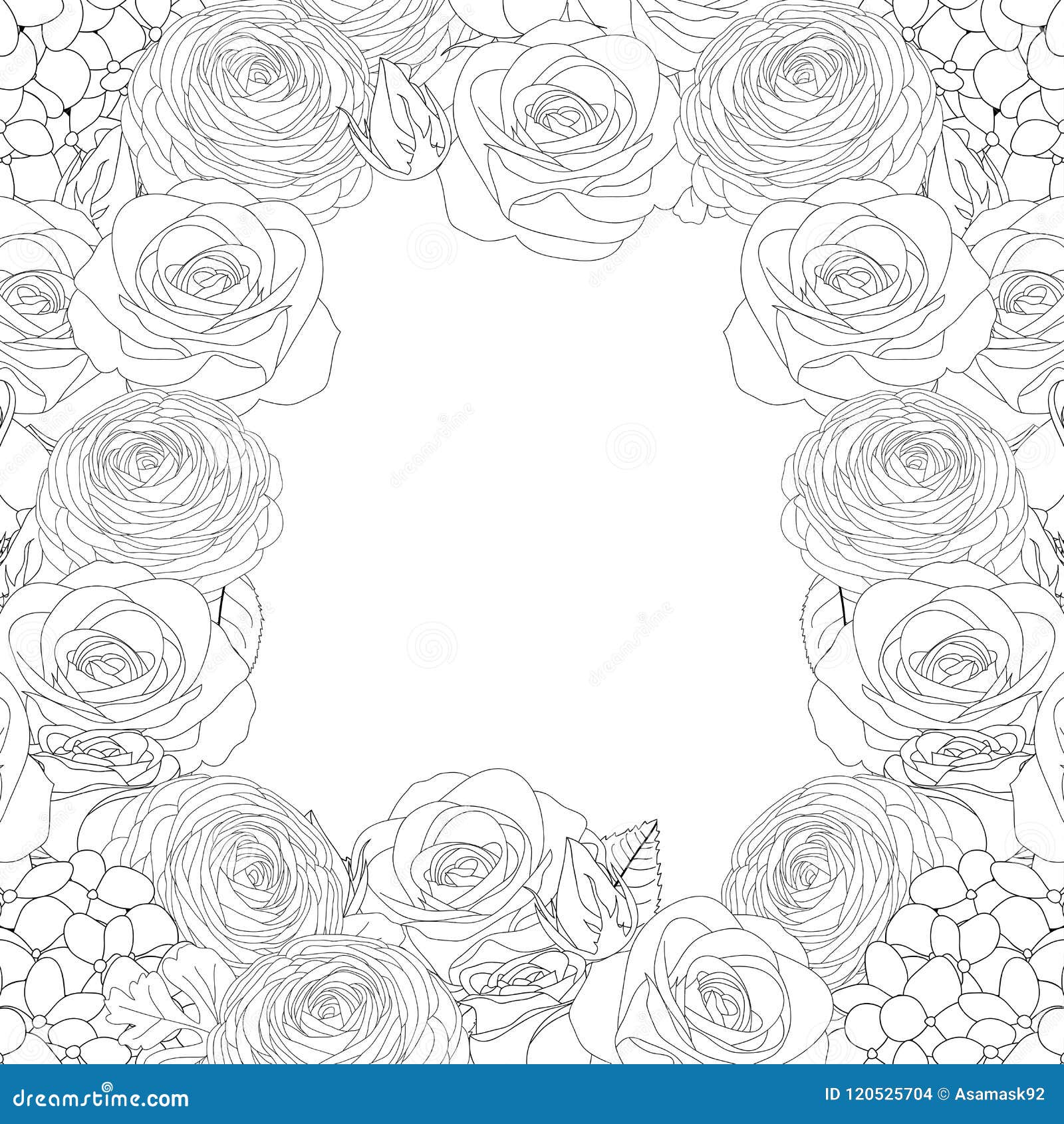 Rose, Hydrangea and Ranunculus Outline Border. Isolated on White ...