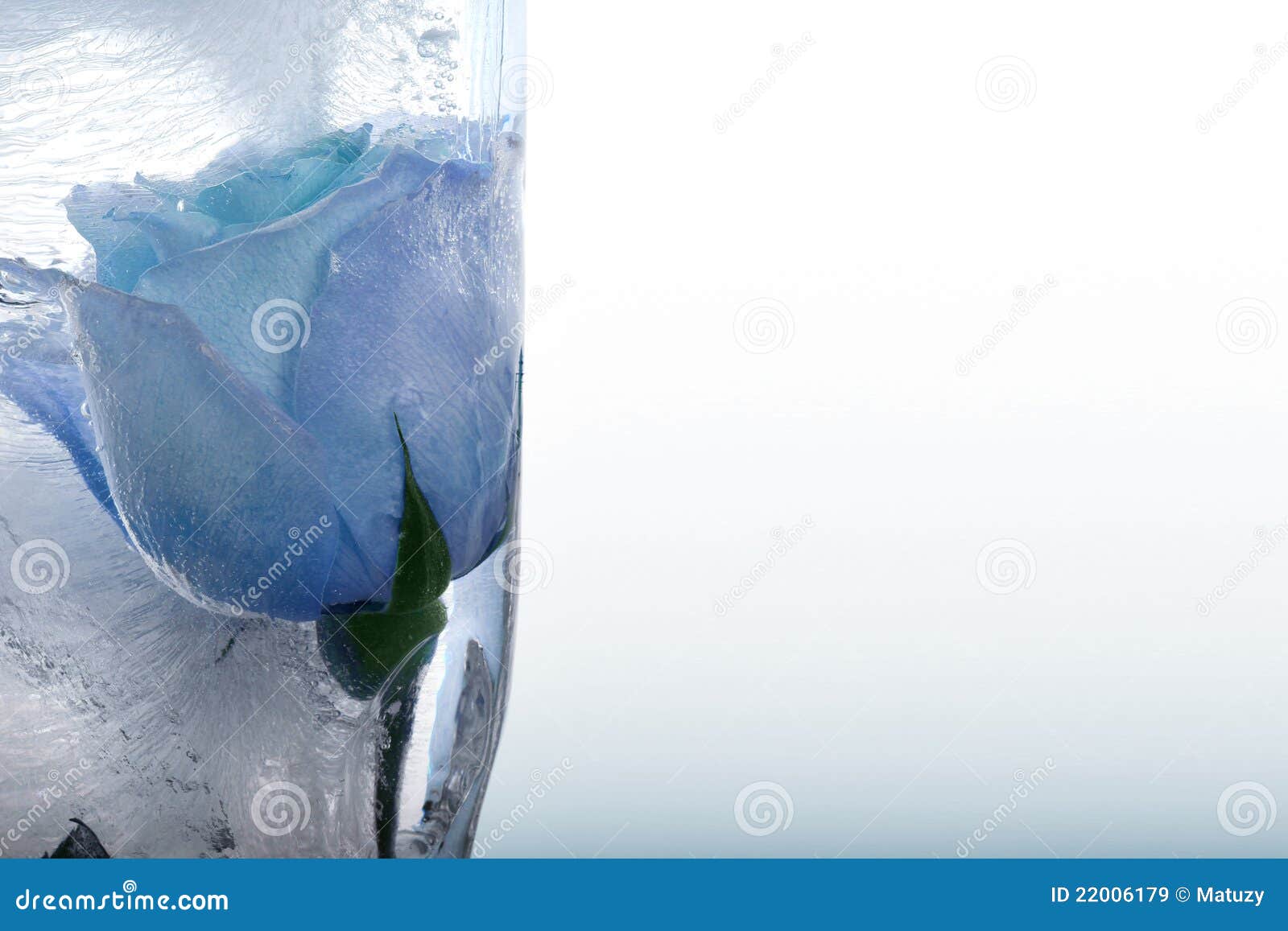 Rose in ice stock image. Image of blossom, frost, flower - 22006179