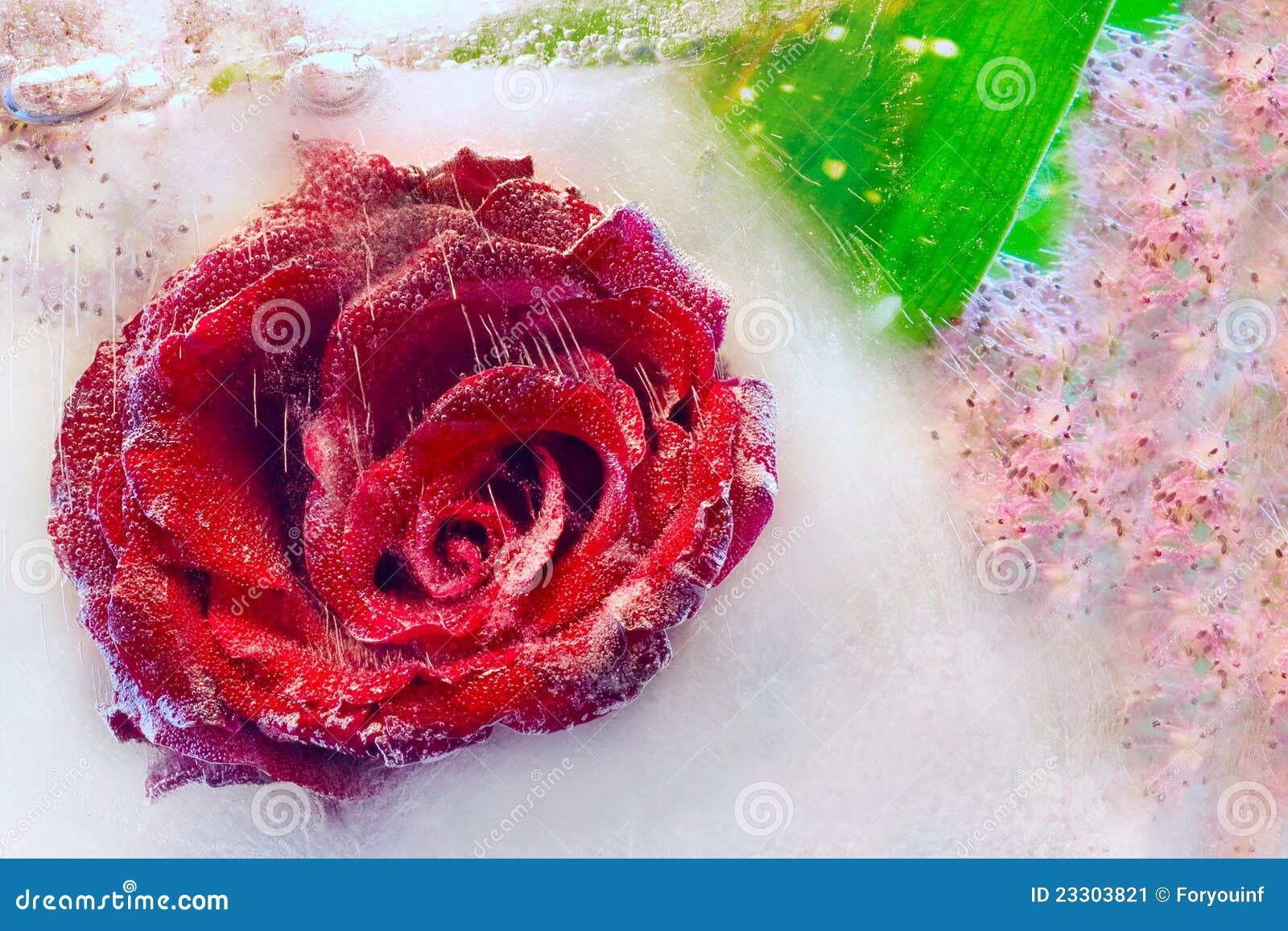 Rose in ice stock image. Image of perfume, macro, passion - 23303821